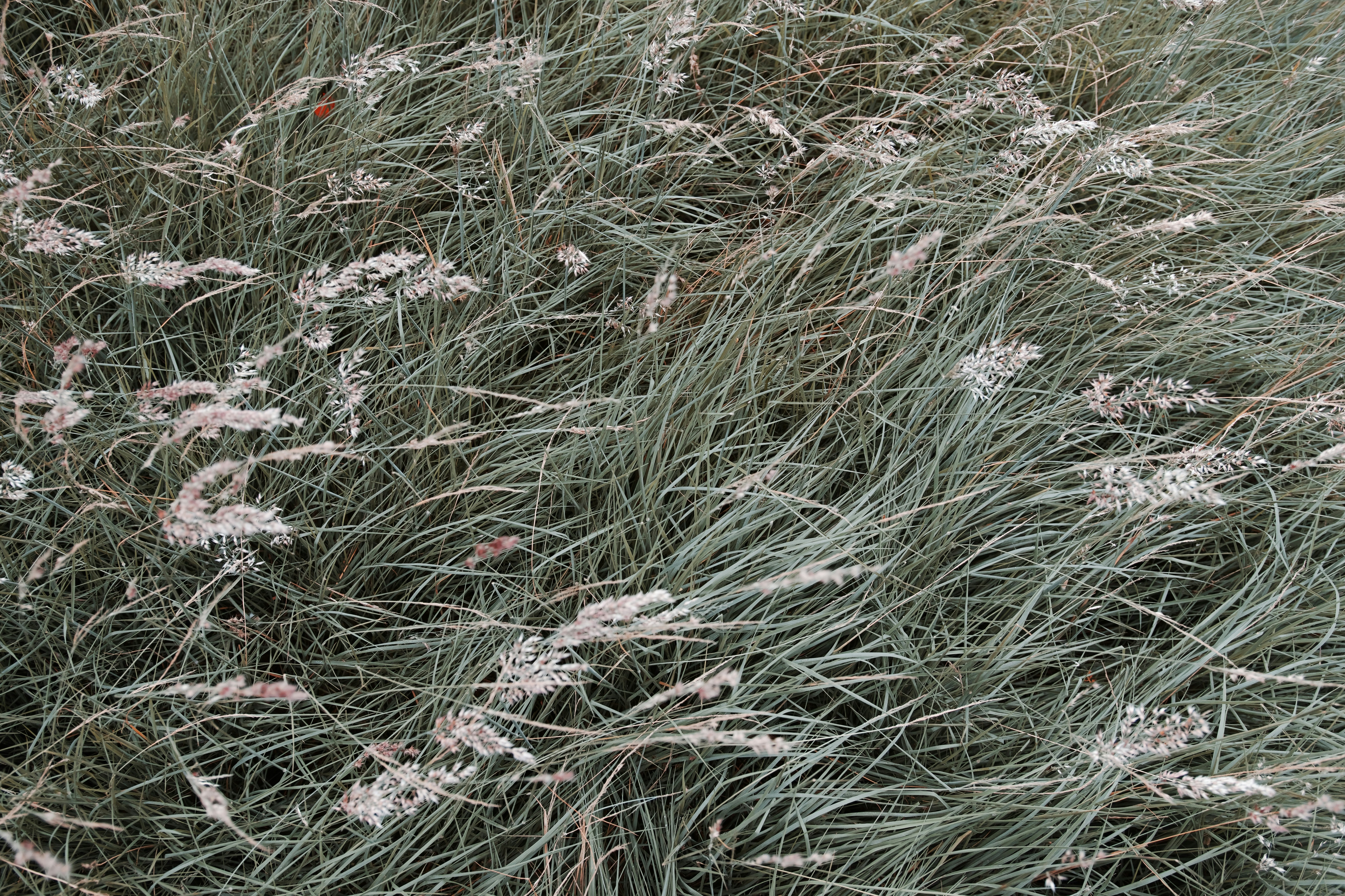 Close-up of wispy seed heads and blade grasses in a muted, windswept meadow.