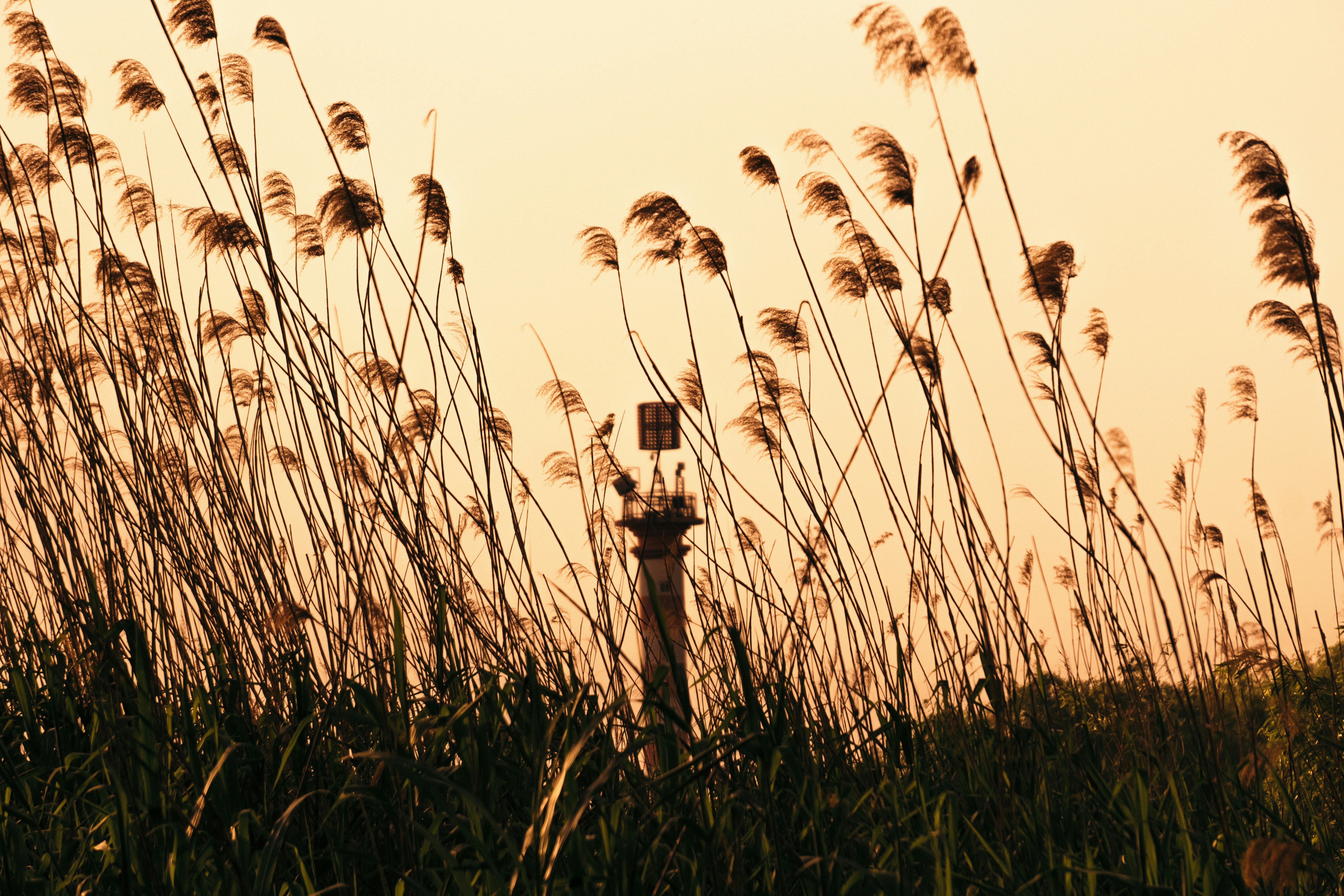 Evening Sentinel: Reeds Framing a Lone Beacon at Golden Hour