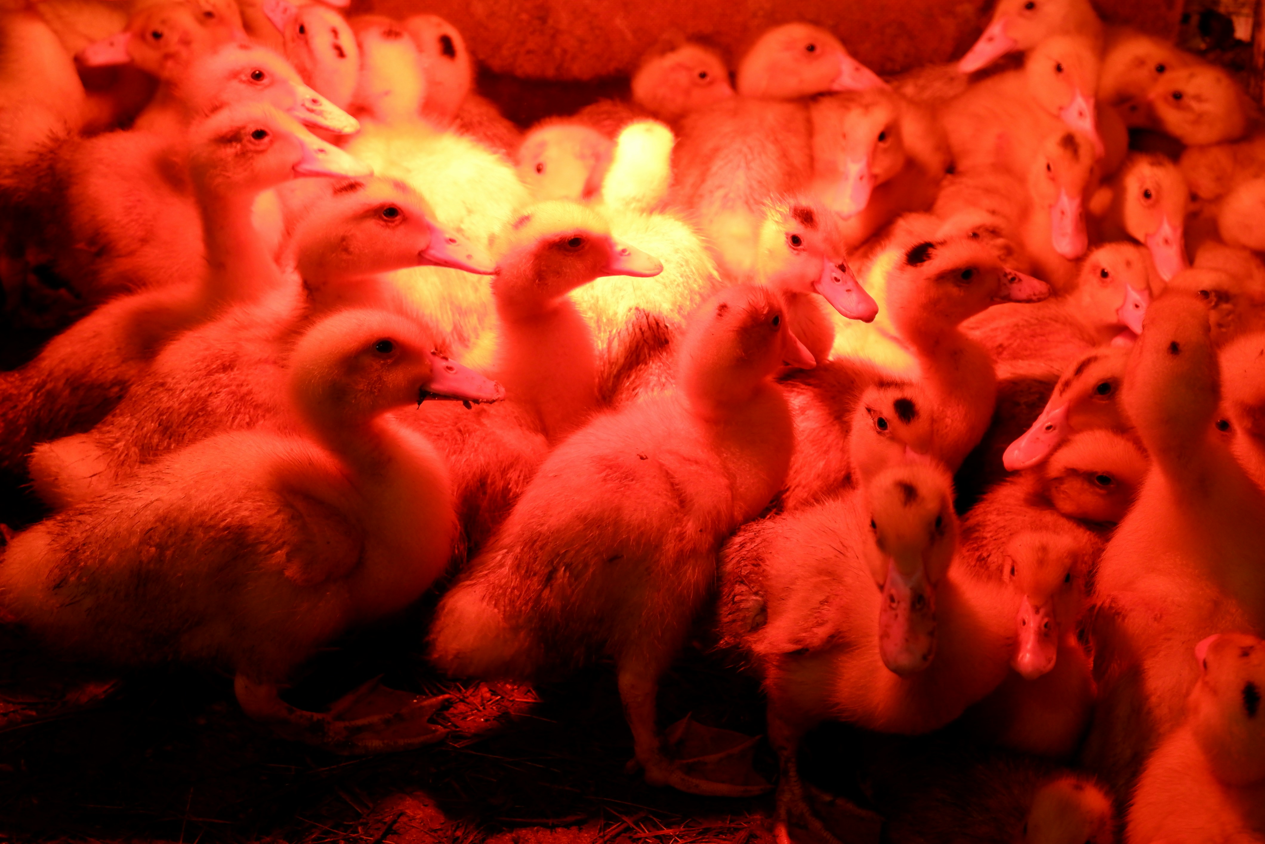 Crimson Crèche: A Dense Mass of Chicks Under a Heat Lamp