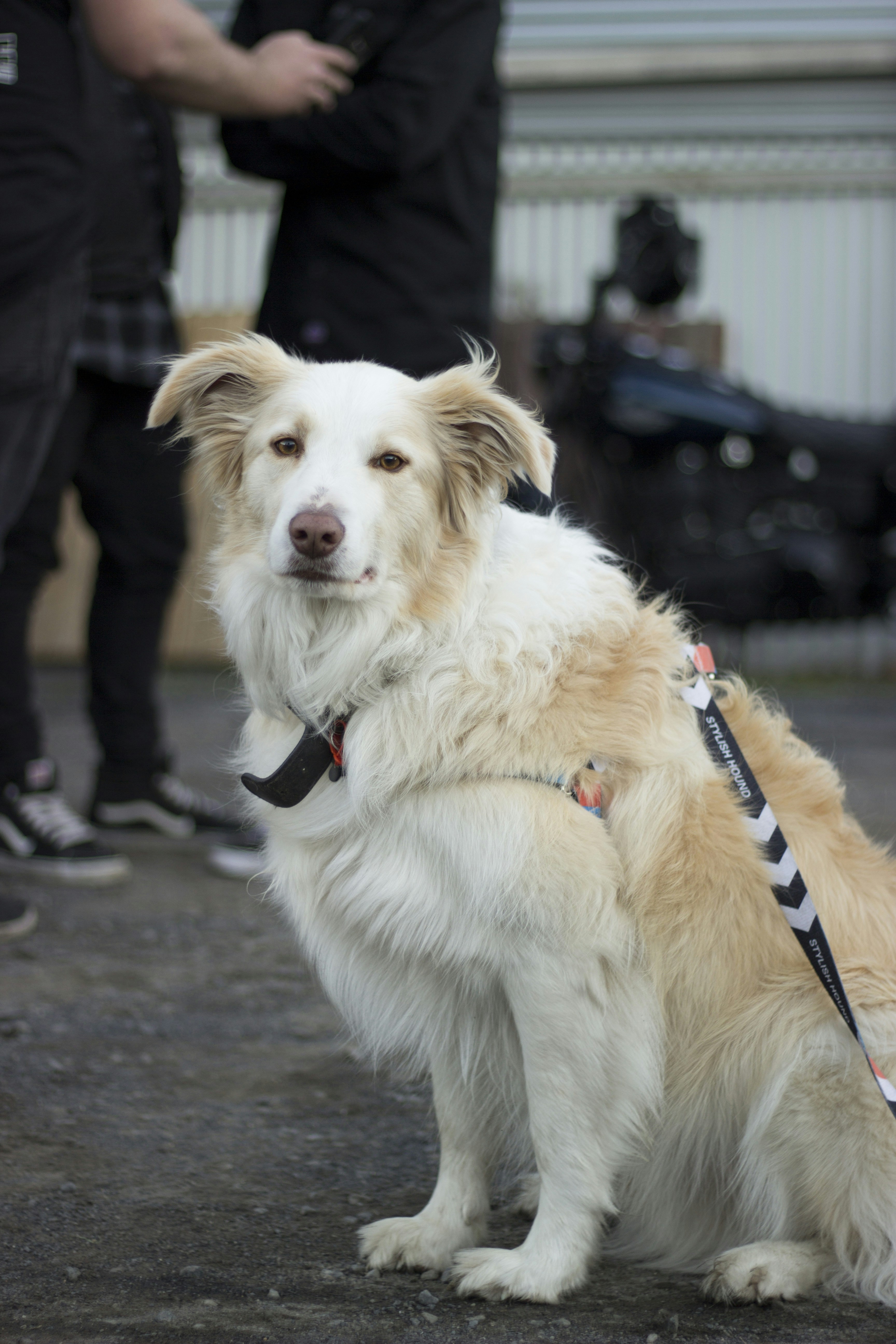 Calm Canine in Focus: Cream-and-White Shepherd Posed on a Quiet Street