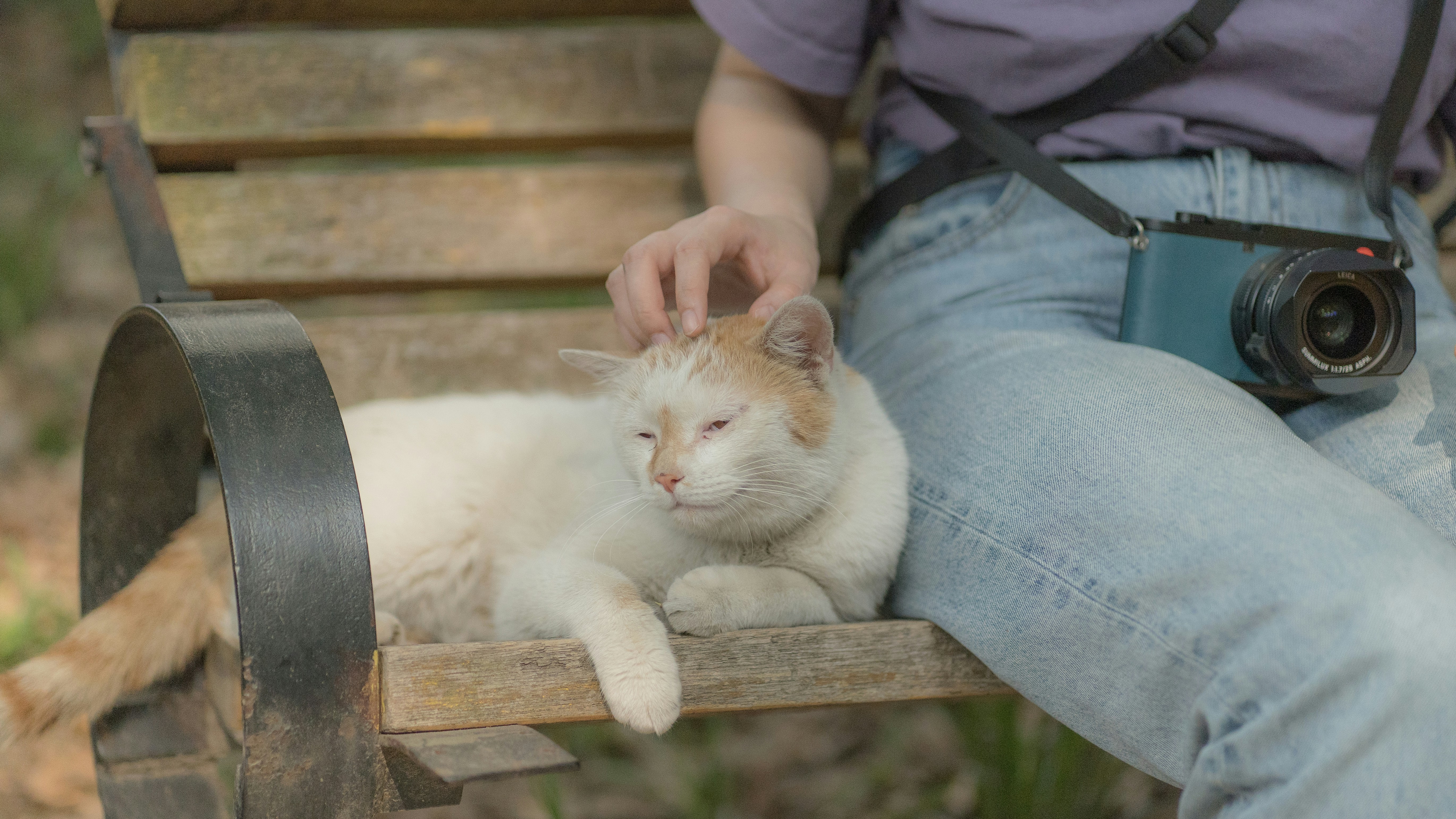 white and orange cat on persons lap