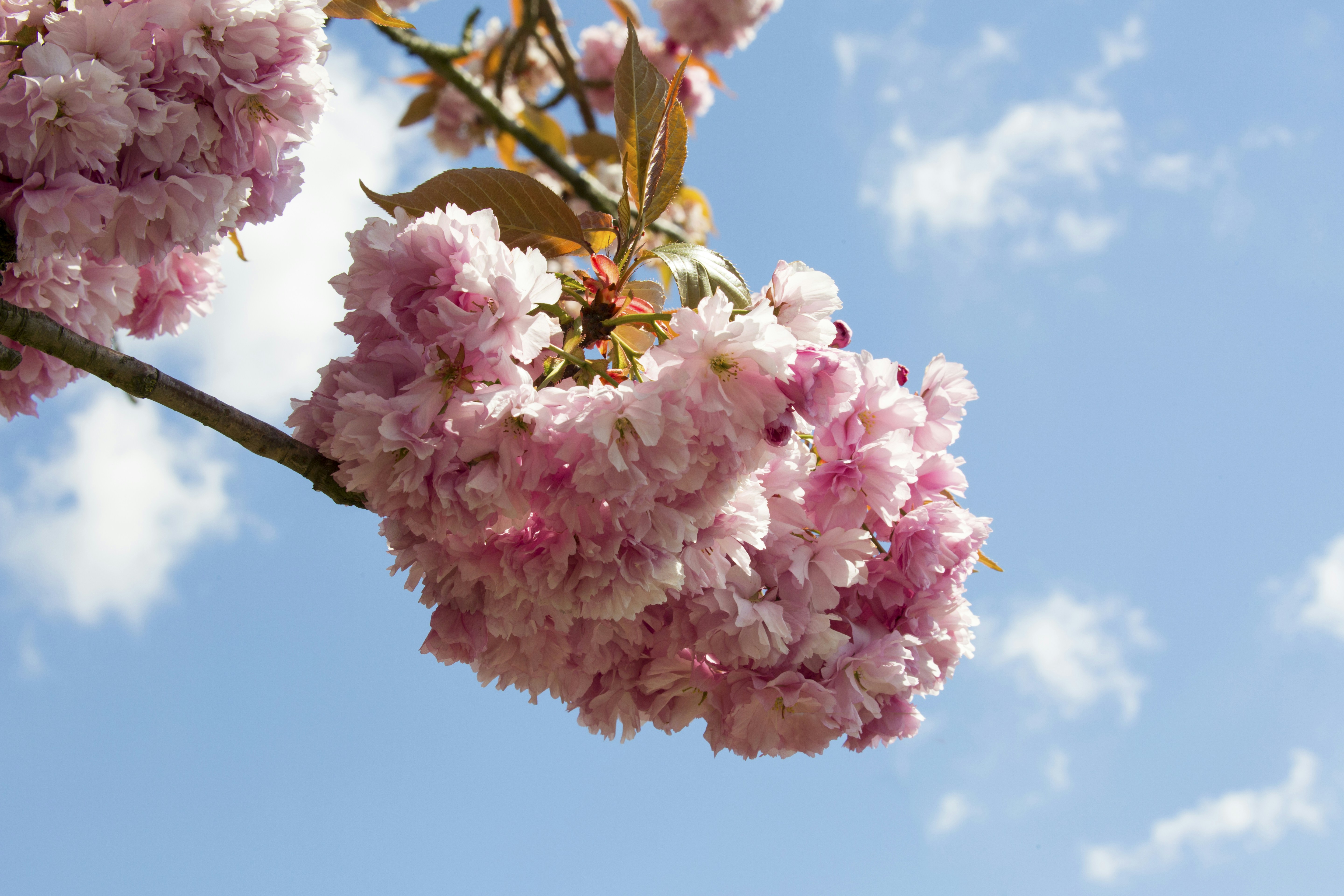 Cluster of pink cherry blossoms illuminated by sunlight, set against a bright blue sky with scattered clouds.