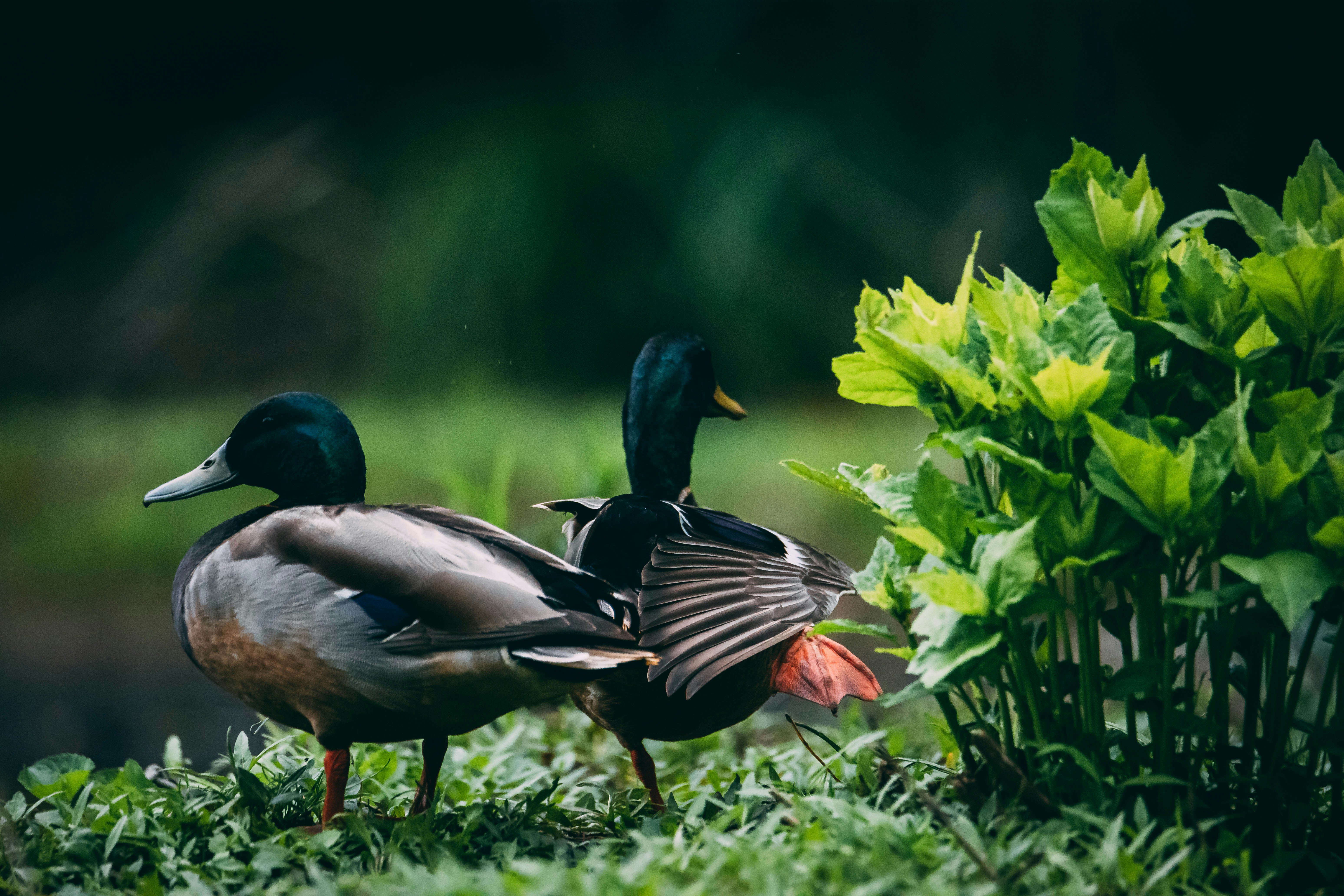 Two male ducks standing beside lush green foliage near a calm water body.