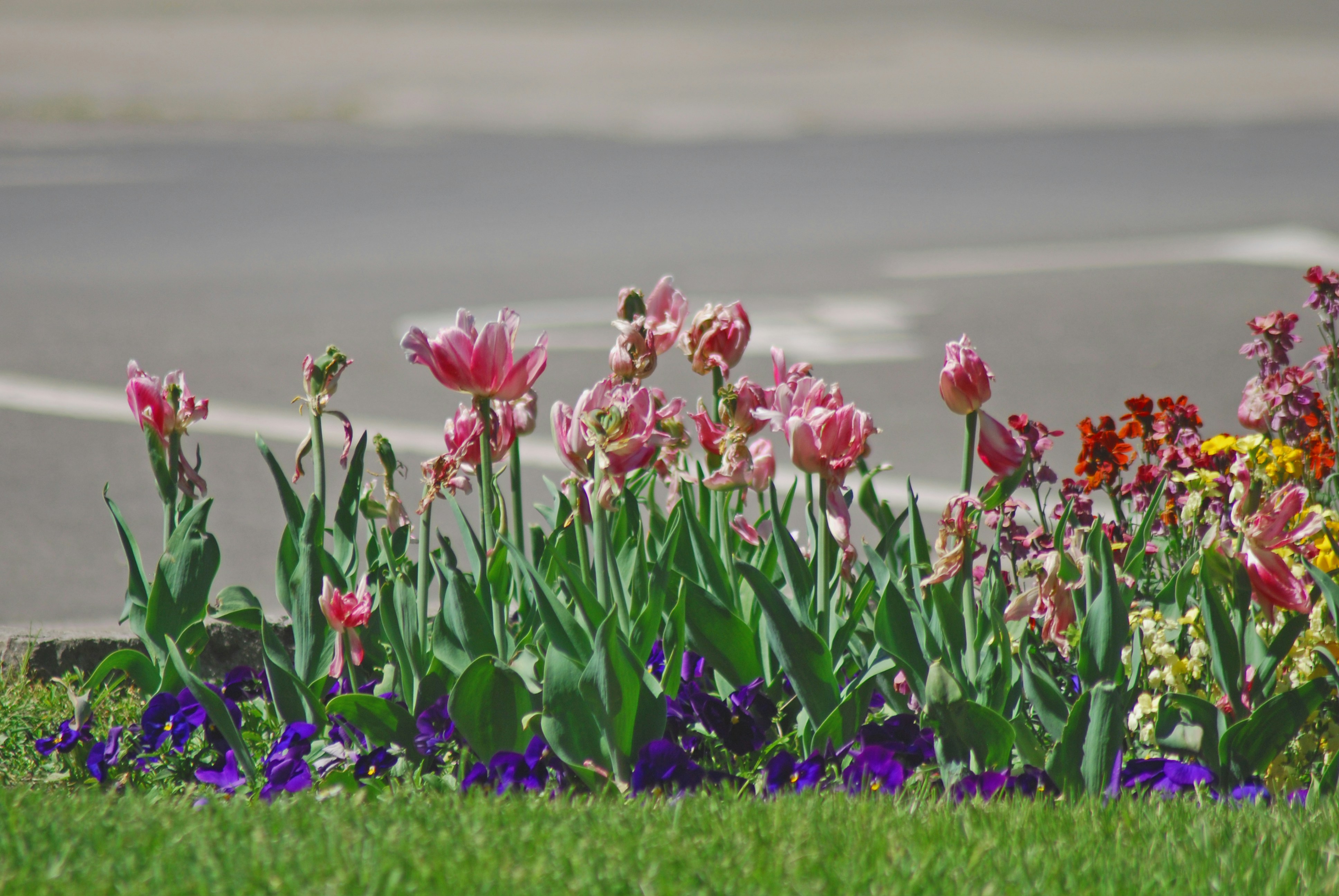pink flowers on green grass field during daytime