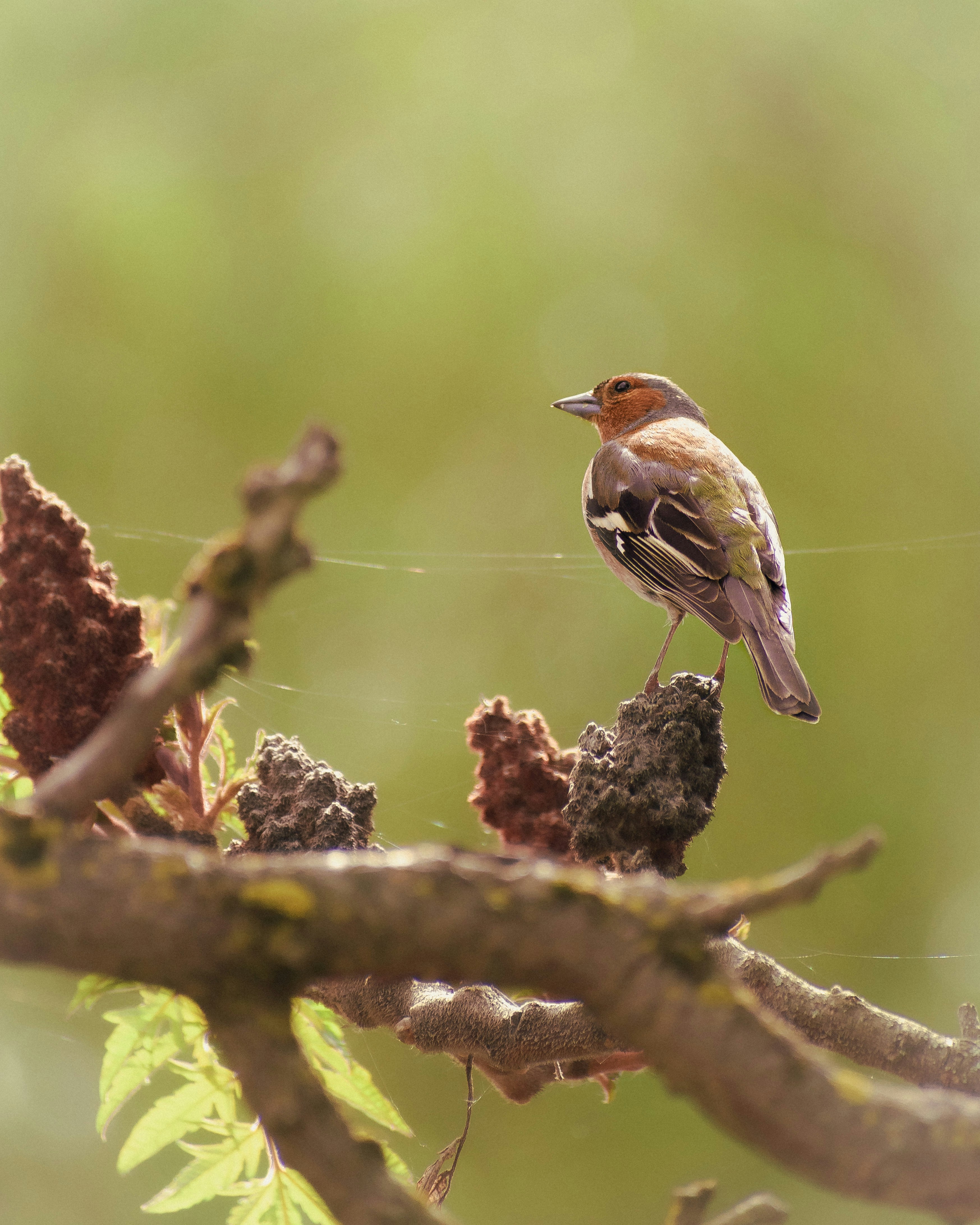 Rusty-breasted Robin Perched on a Mossy Twig Under Spider-Silk Light