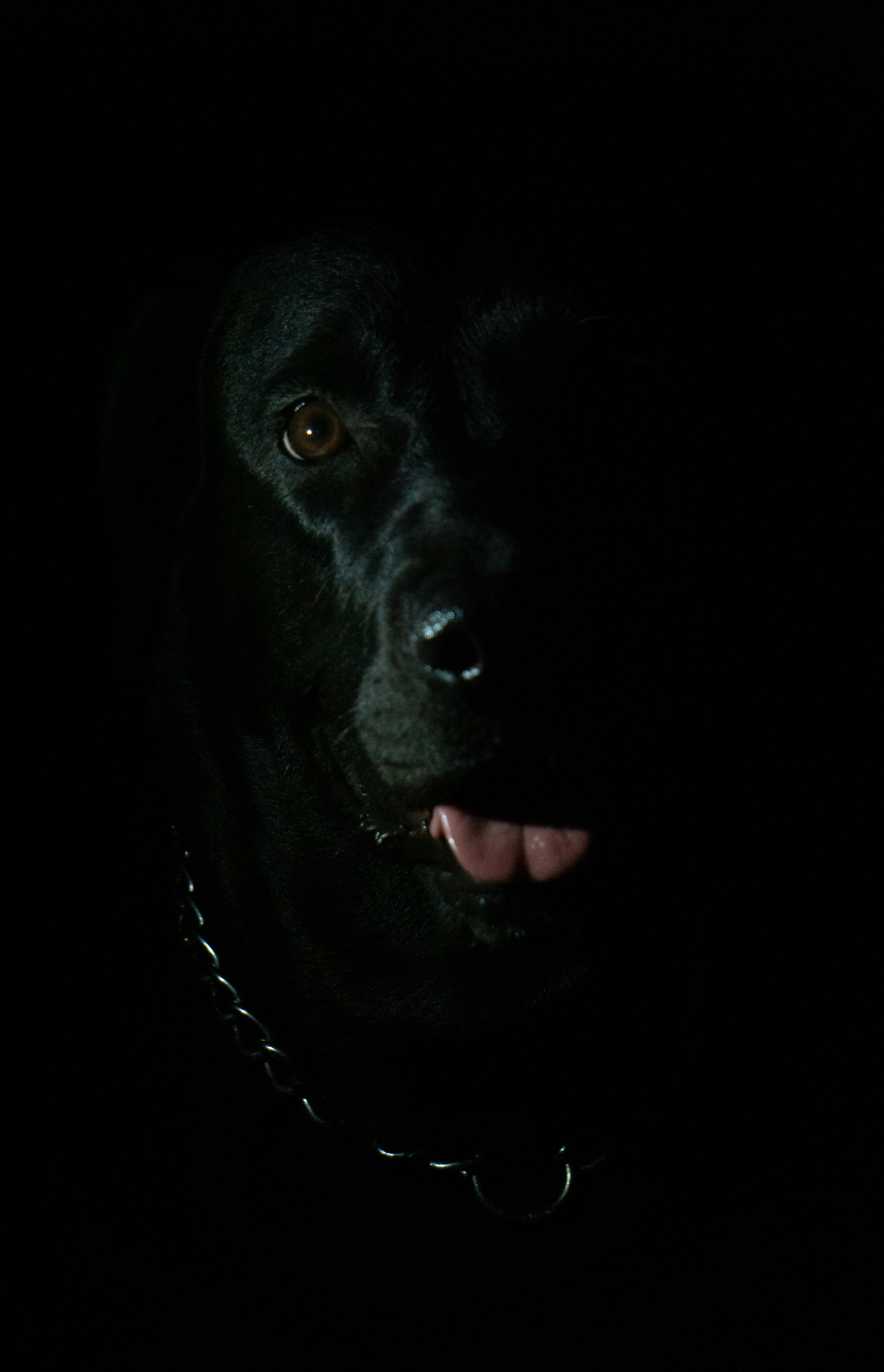 One Eye in the Dark: A Black Labrador Emerges from Shadow