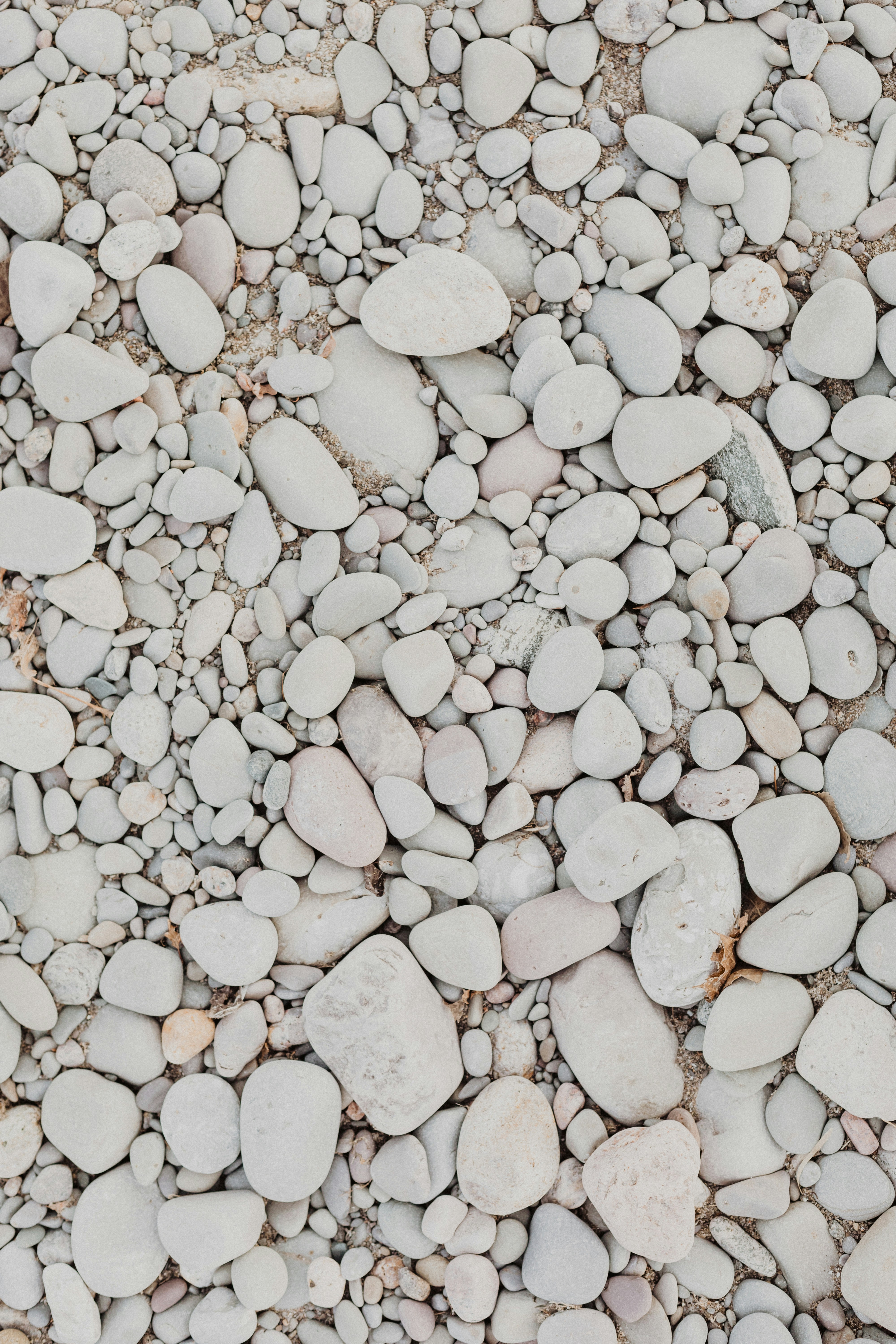A diverse collection of smooth, pale pebbles scattered across a sandy surface, showcasing nature's intricate patterns and textures.