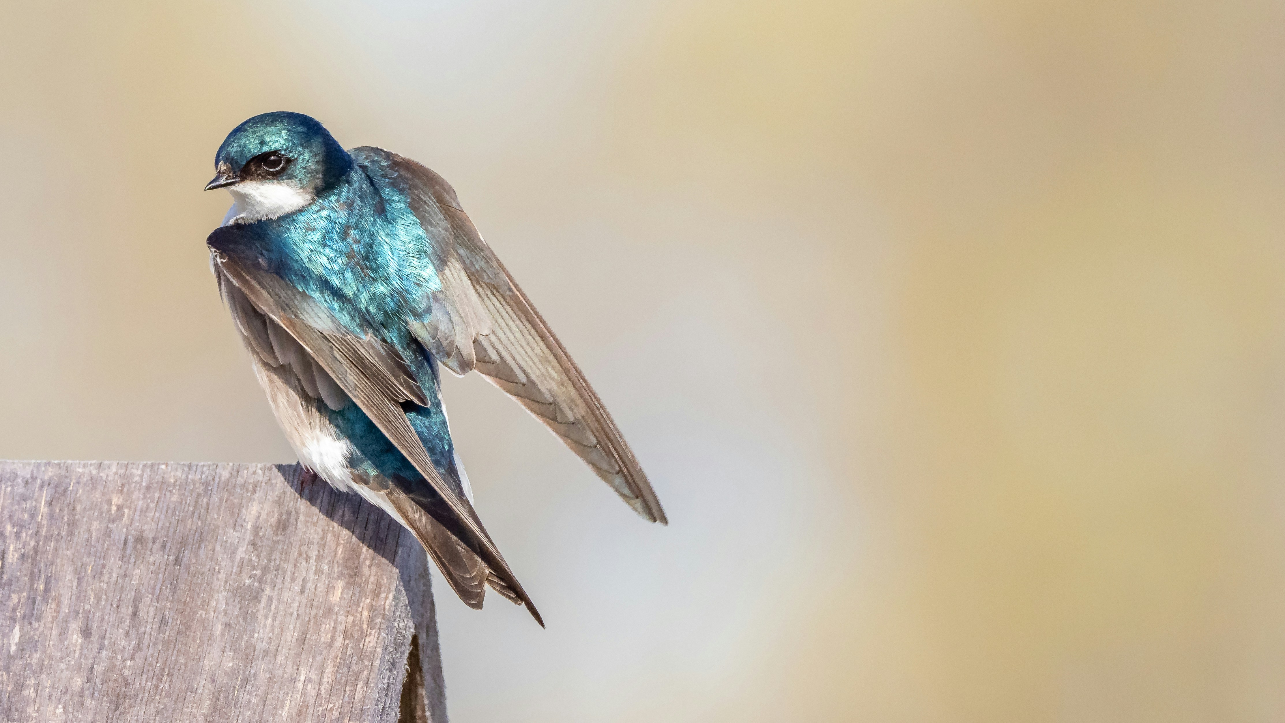 Azure Swallow on a Weathered Post in Golden Light