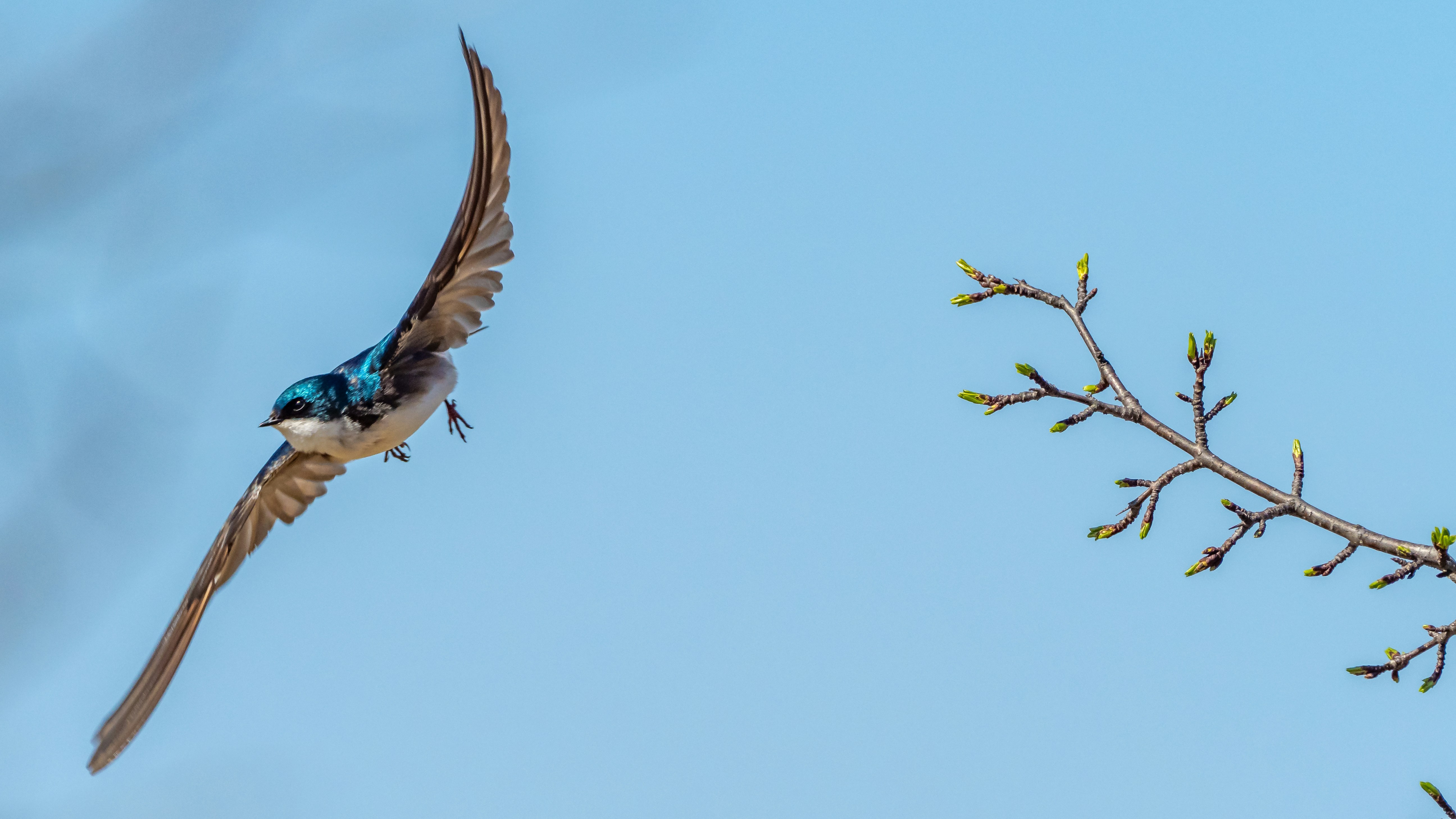 A vibrant swallow glides effortlessly against a clear blue sky, its iridescent feathers shimmering in the sunlight. The composition captures the dynamic motion of the bird as it approaches a bare branch adorned with budding leaves, hinting at the arrival of spring. The striking contrast between the swallow's vivid colors and the serene sky creates a visually captivating scene, evoking a sense of freedom and natural beauty.