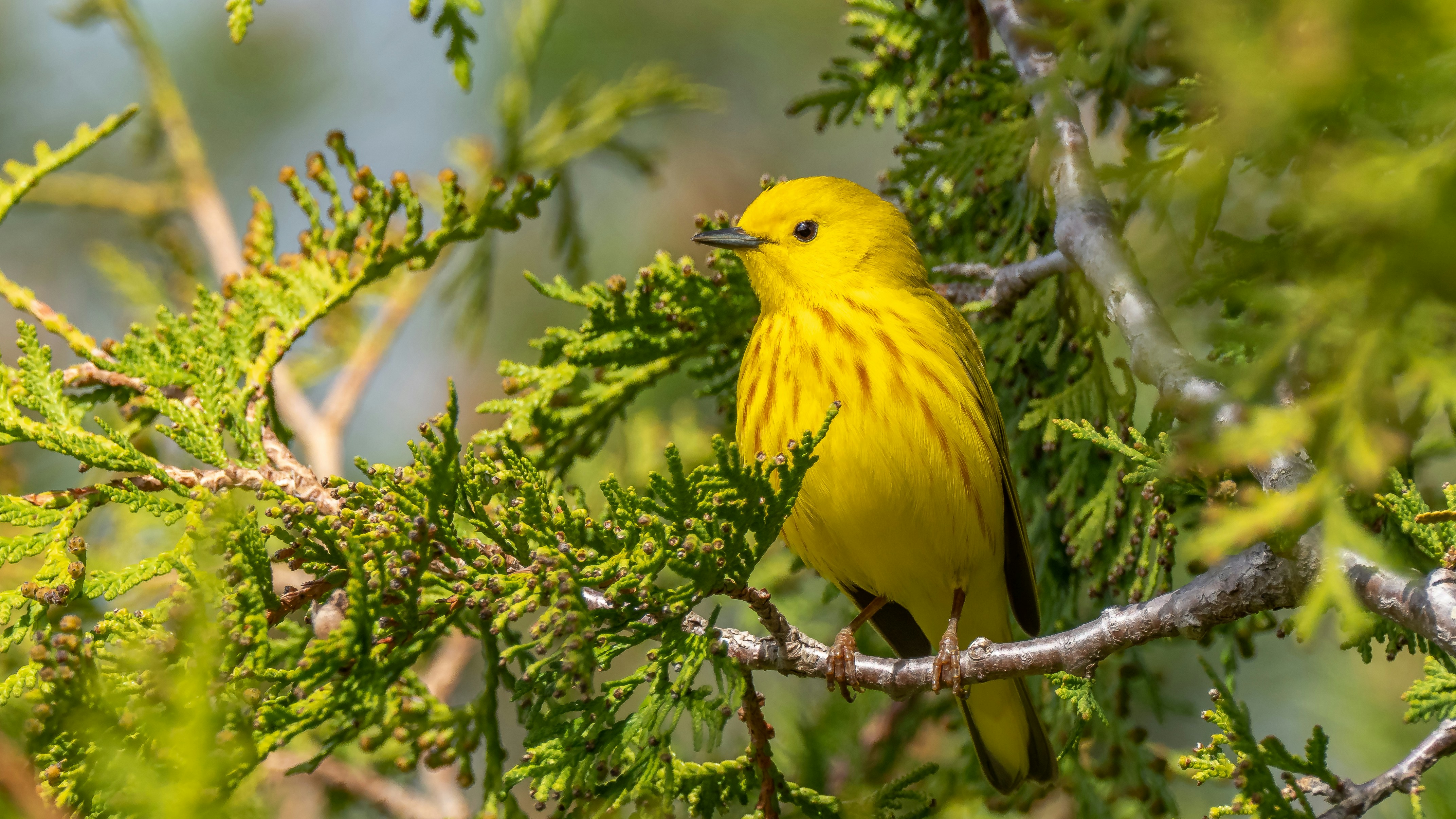 A vibrant yellow warbler perched on a branch, surrounded by lush green foliage. The bird's striking color contrasts beautifully with its natural habitat.