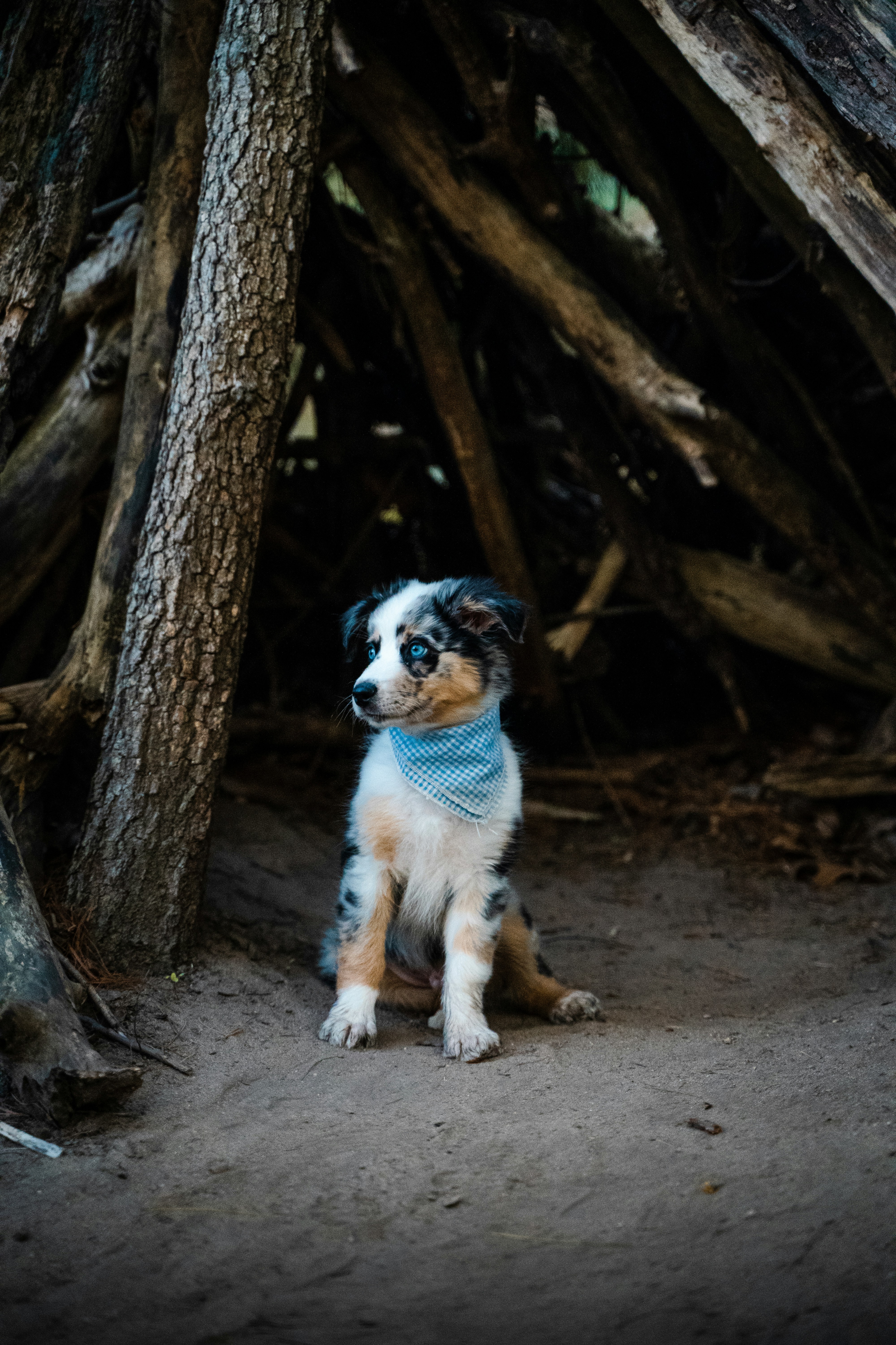 Blue-Bandana Pup Beneath the Log Arches