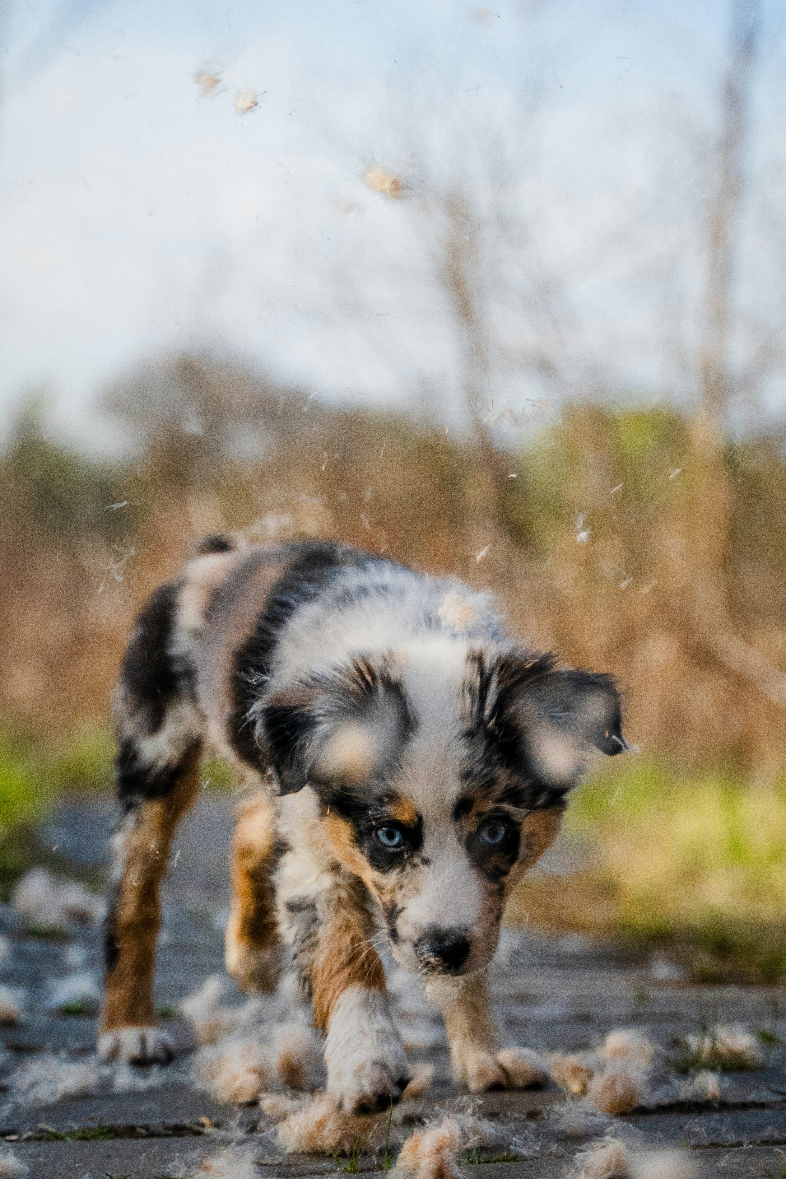 Merle-Coat Puppy's First Steps on a Sunlit Path