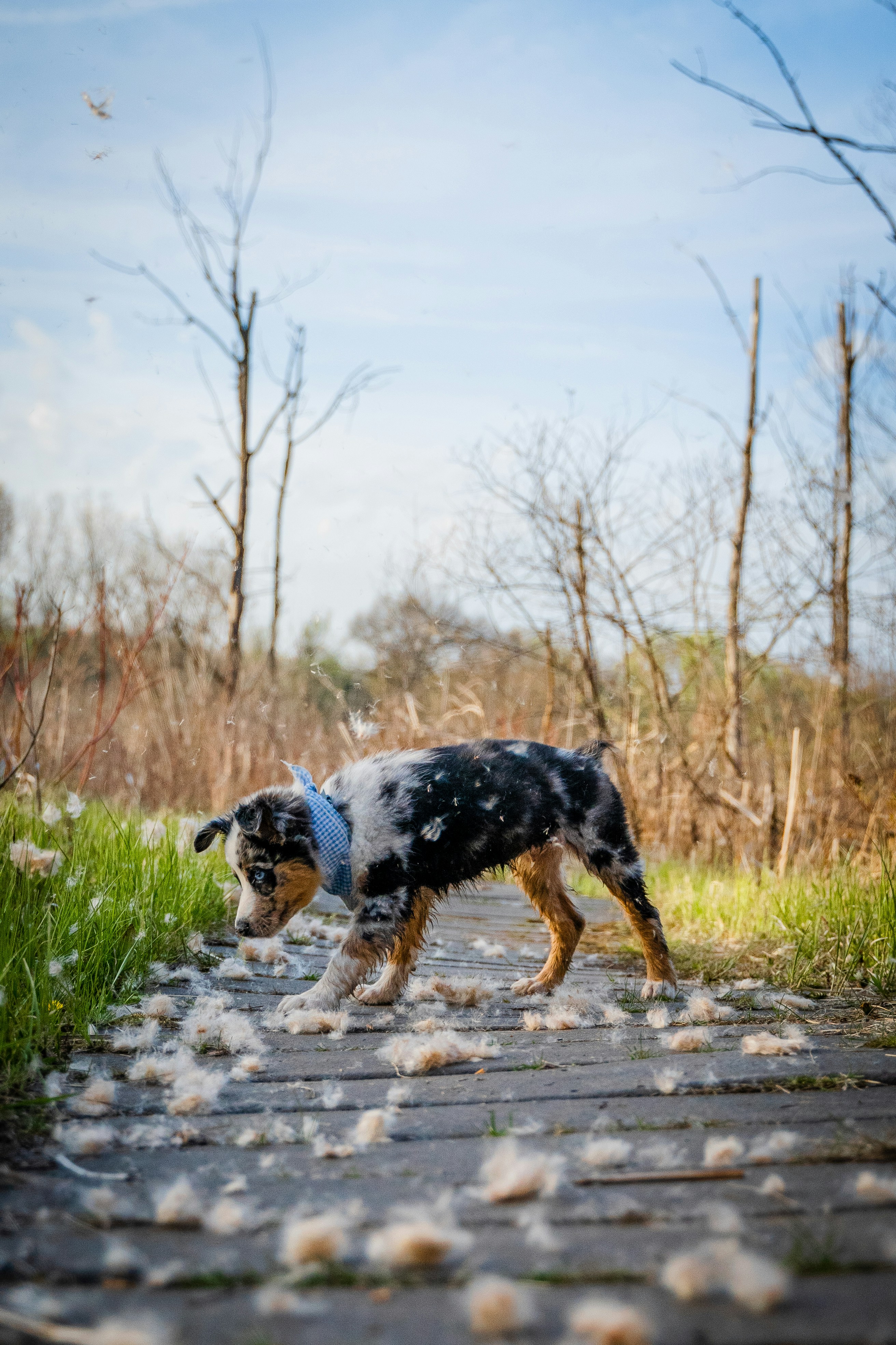 Blue-Bandana Pup on a Leaf-Strewn Path