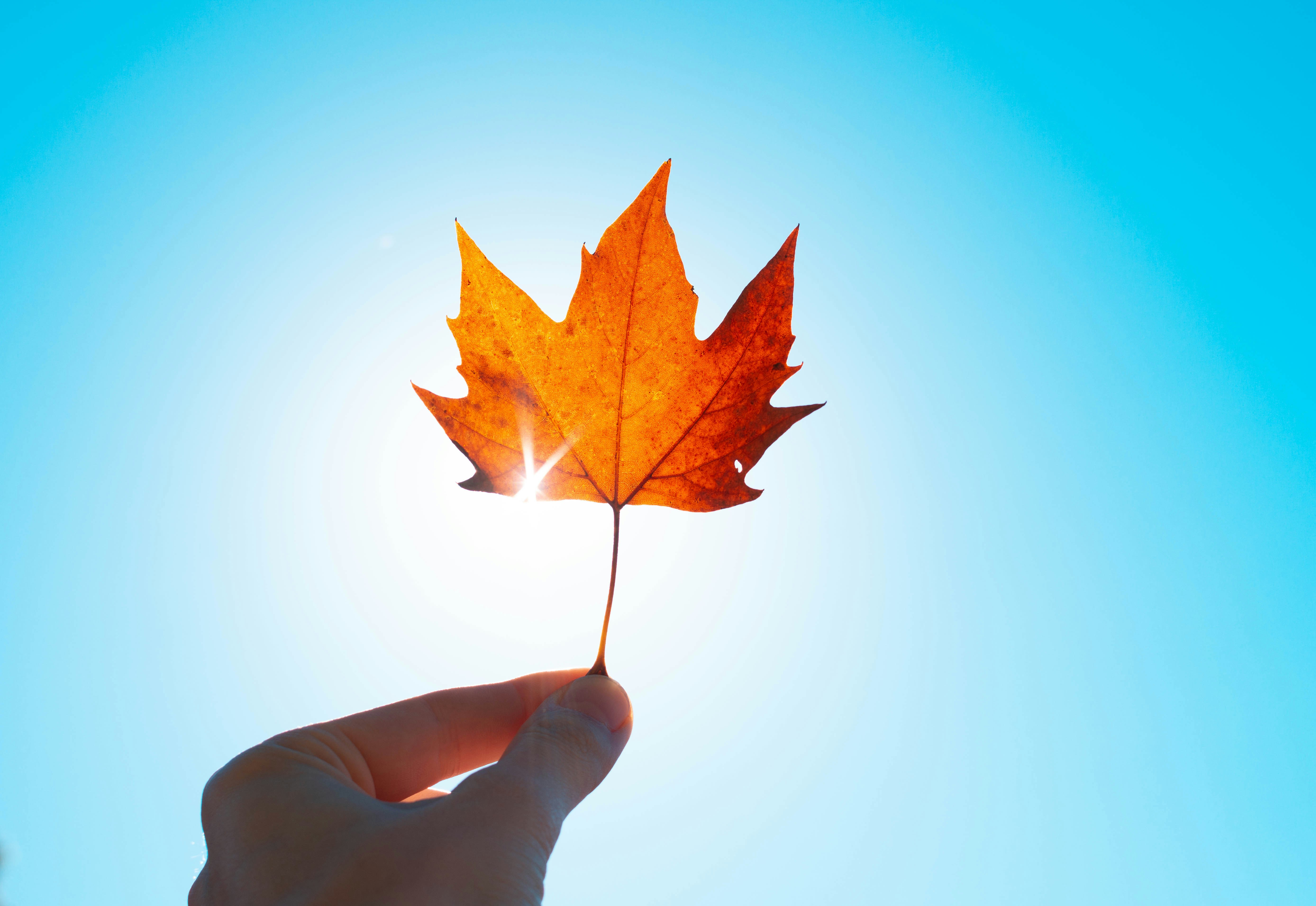 Backlit maple leaf against a radiant cerulean sky