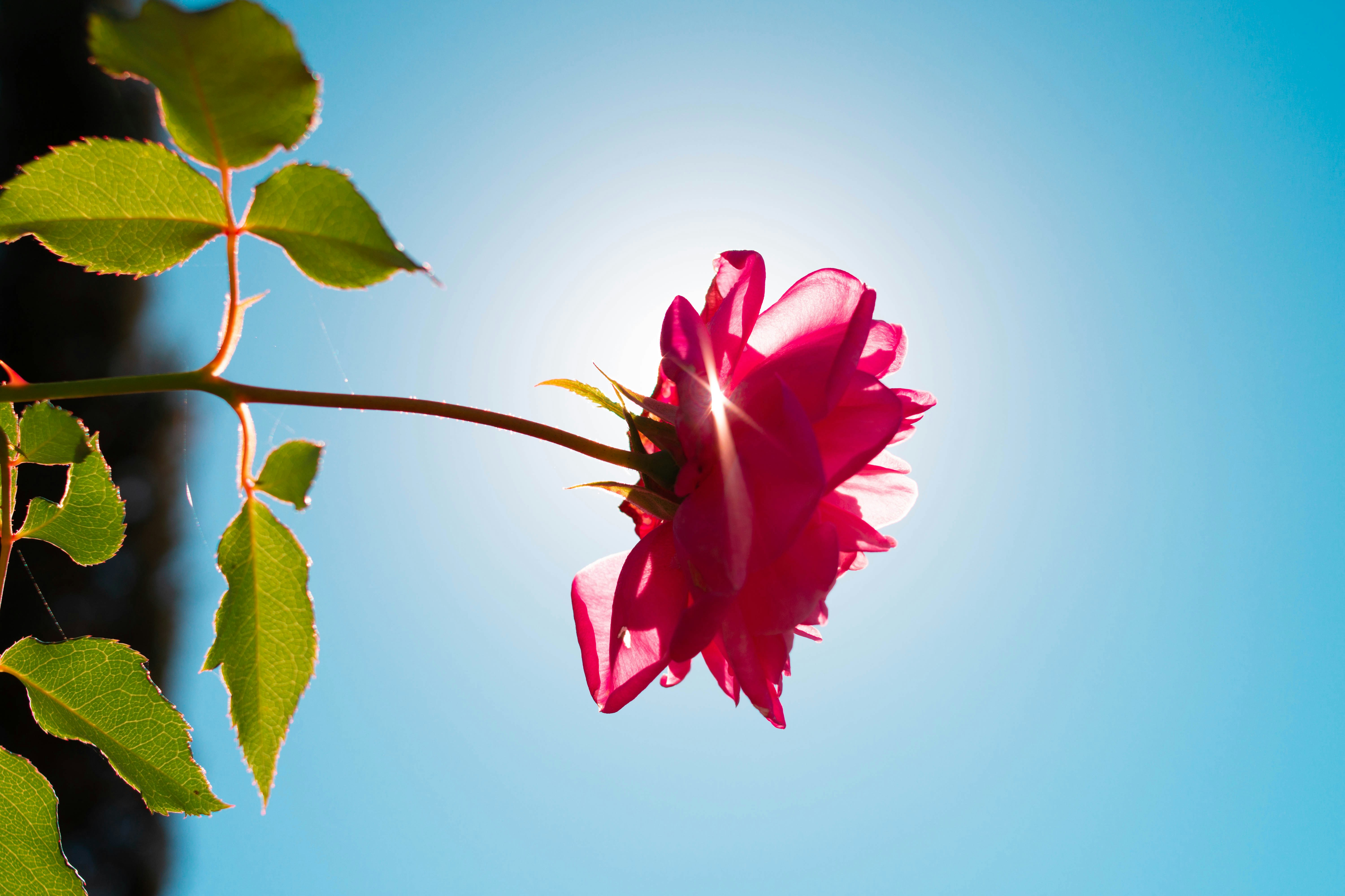 Crimson Rose Glowing Against a Cerulean Sky