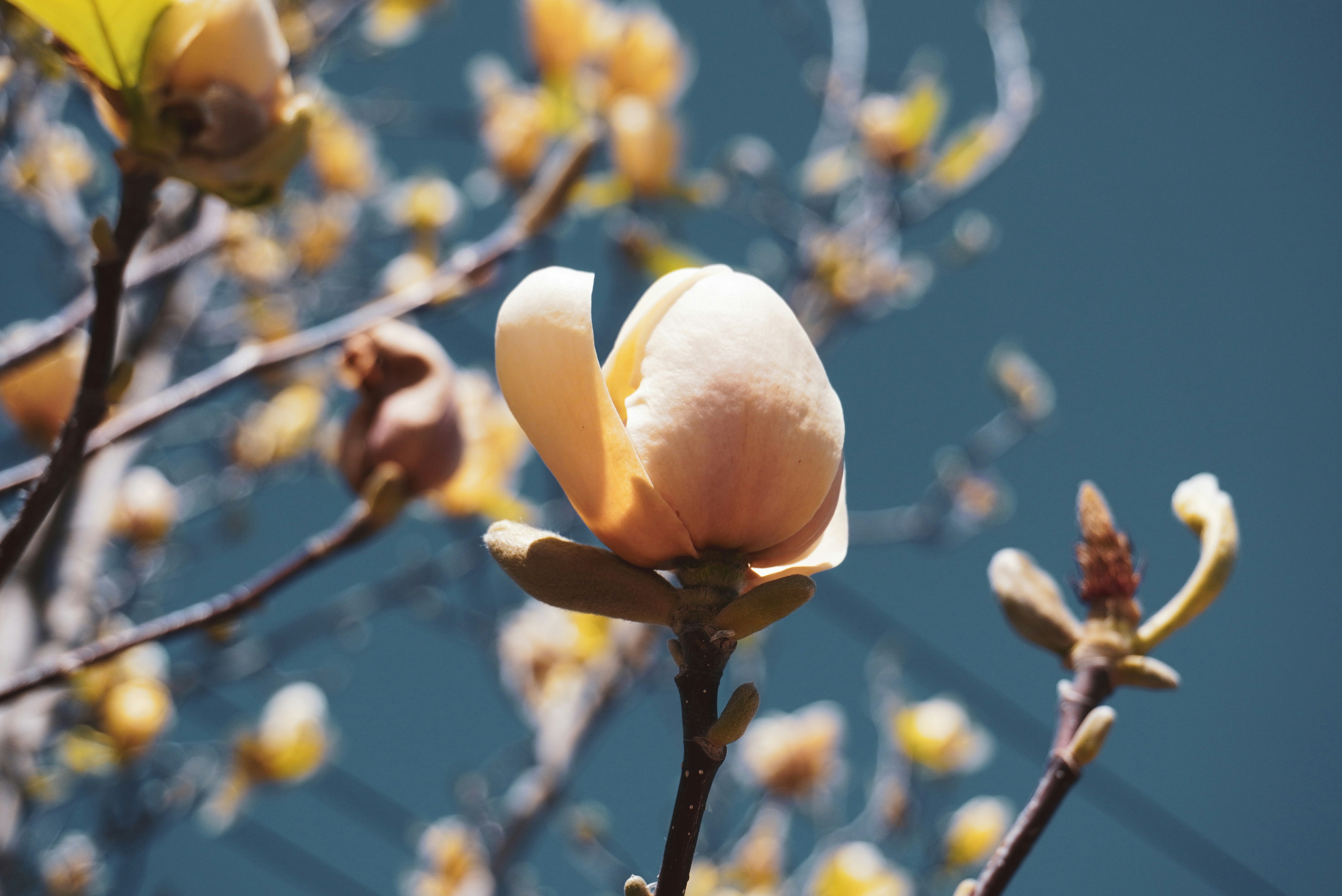 Petal Prism: Magnolia Bud Reaches Toward a Cerulean Sky
