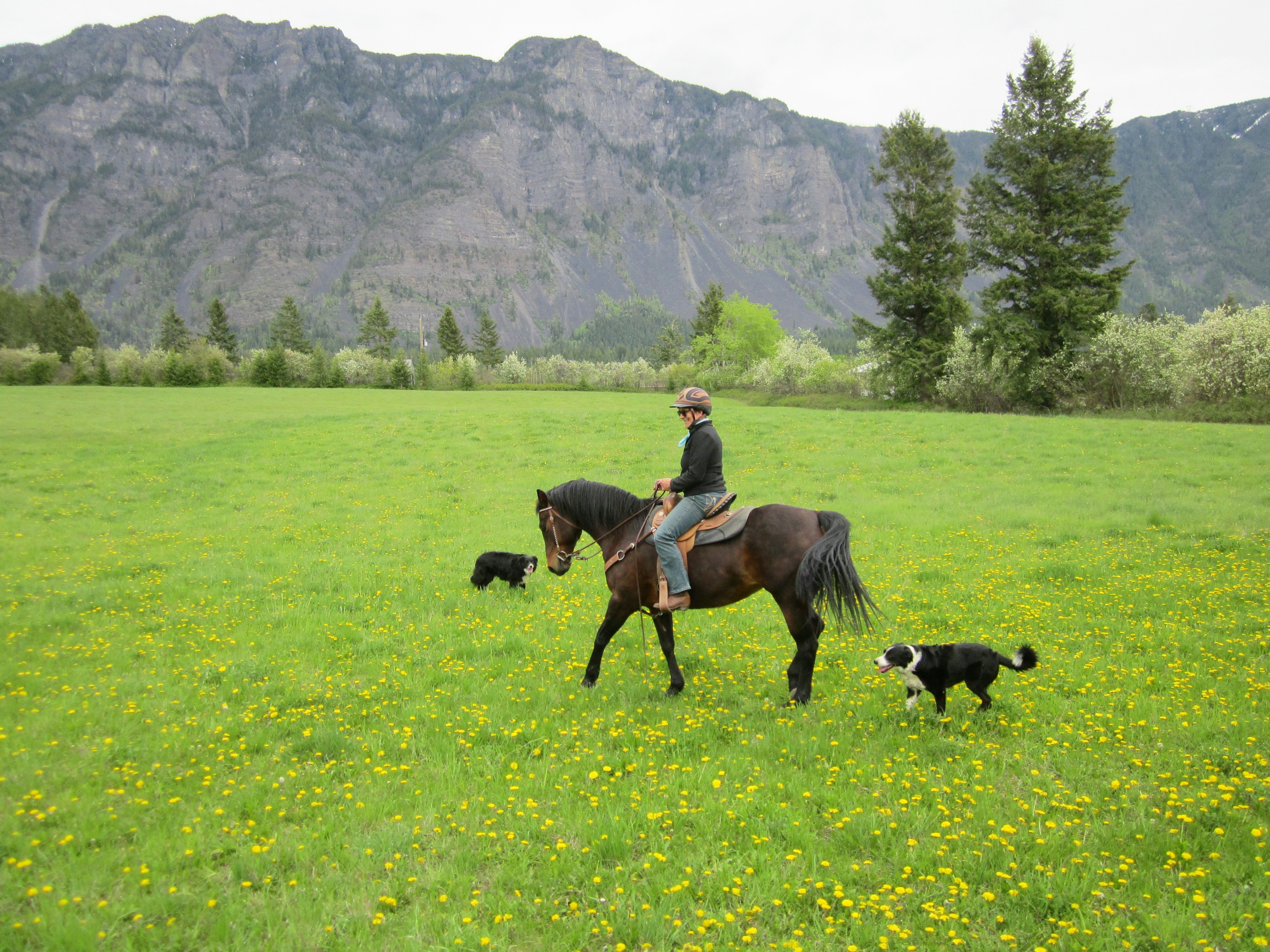 Riding across the spring meadow with mountains towering behind.  Border collies running along on the ride.