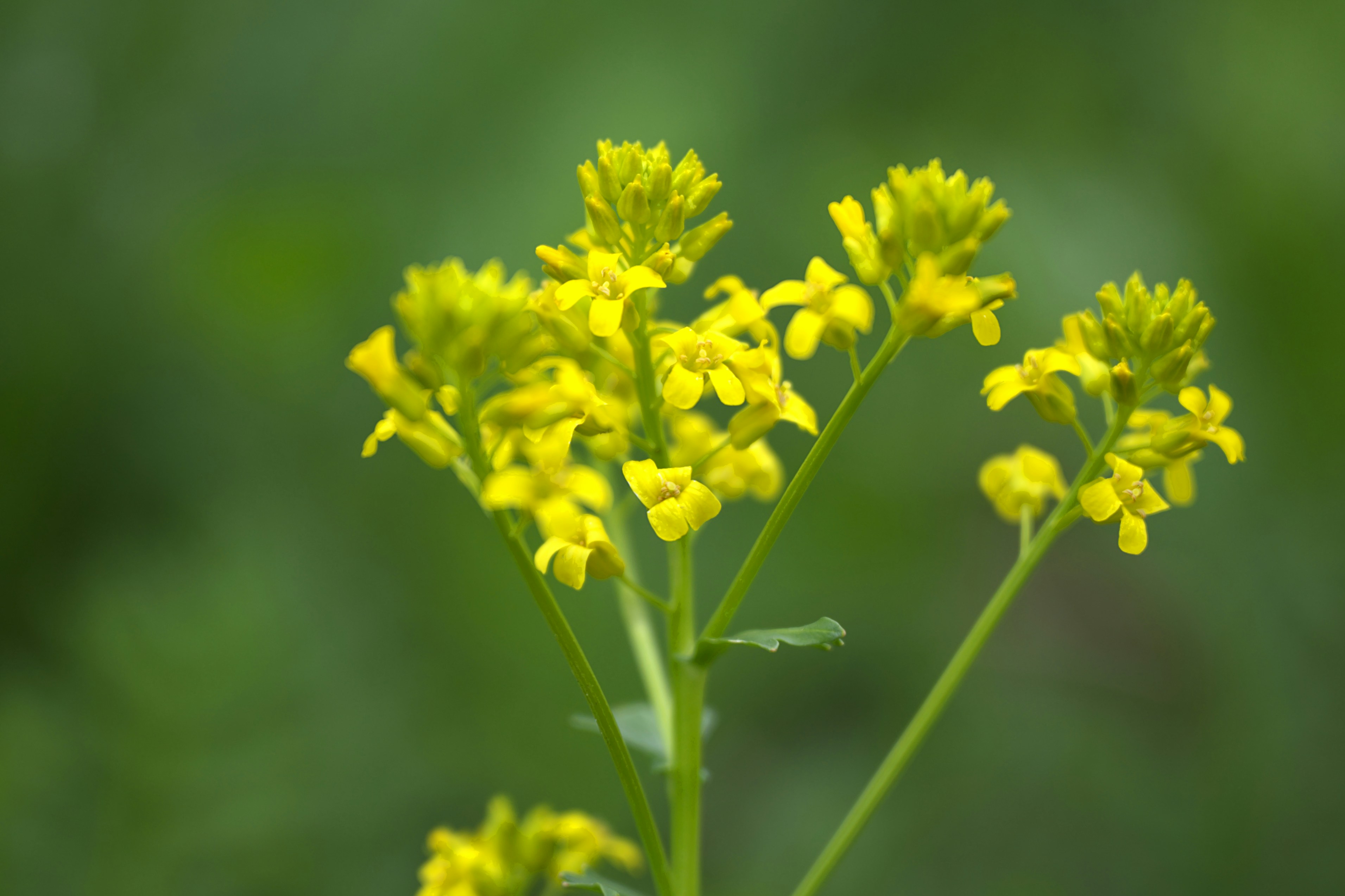 Wild Flowers | 24 best free flower, plant, blossom and qc photos on ...