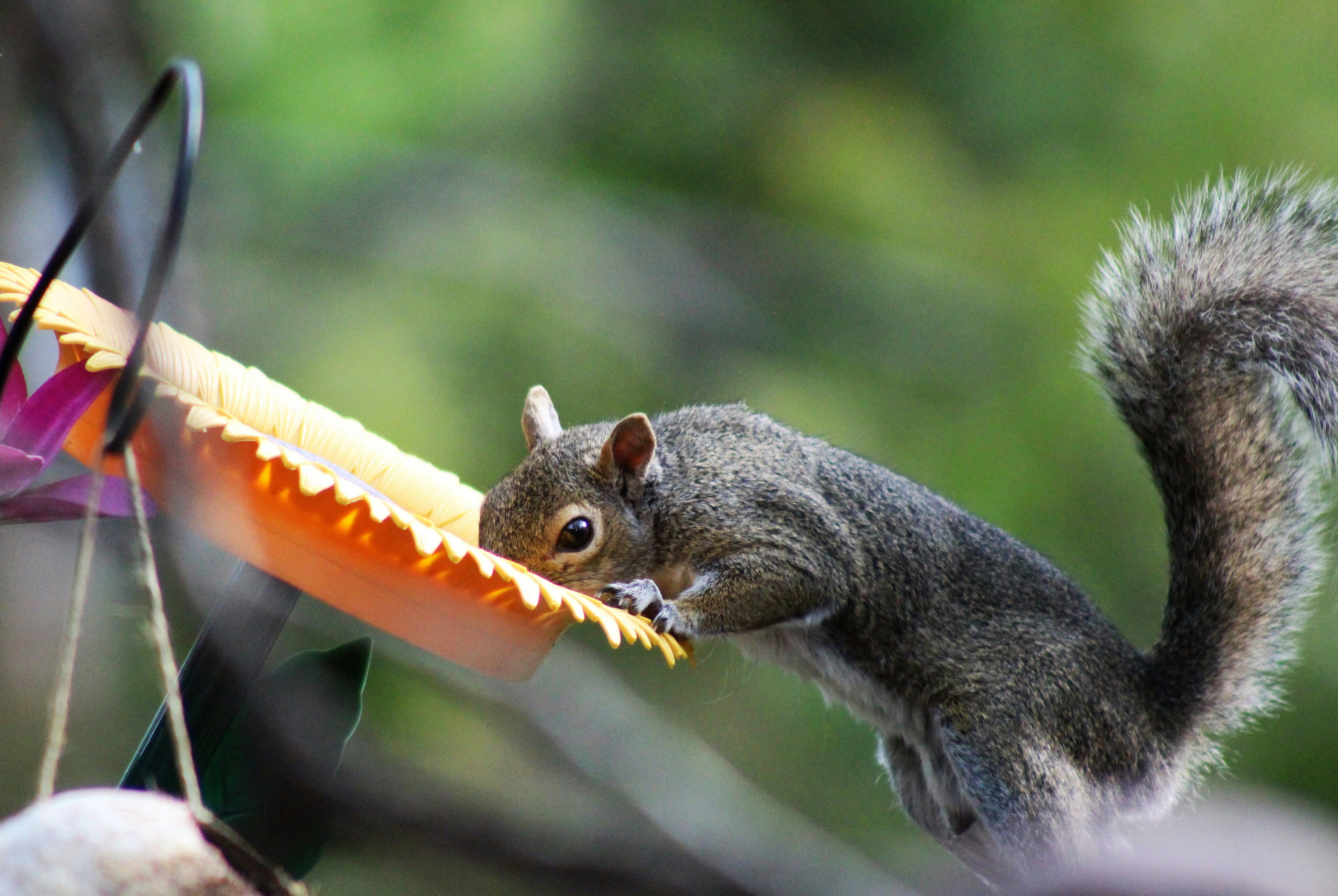 Nibbling at the Feeder: A Squirrel's Concentrated Moment