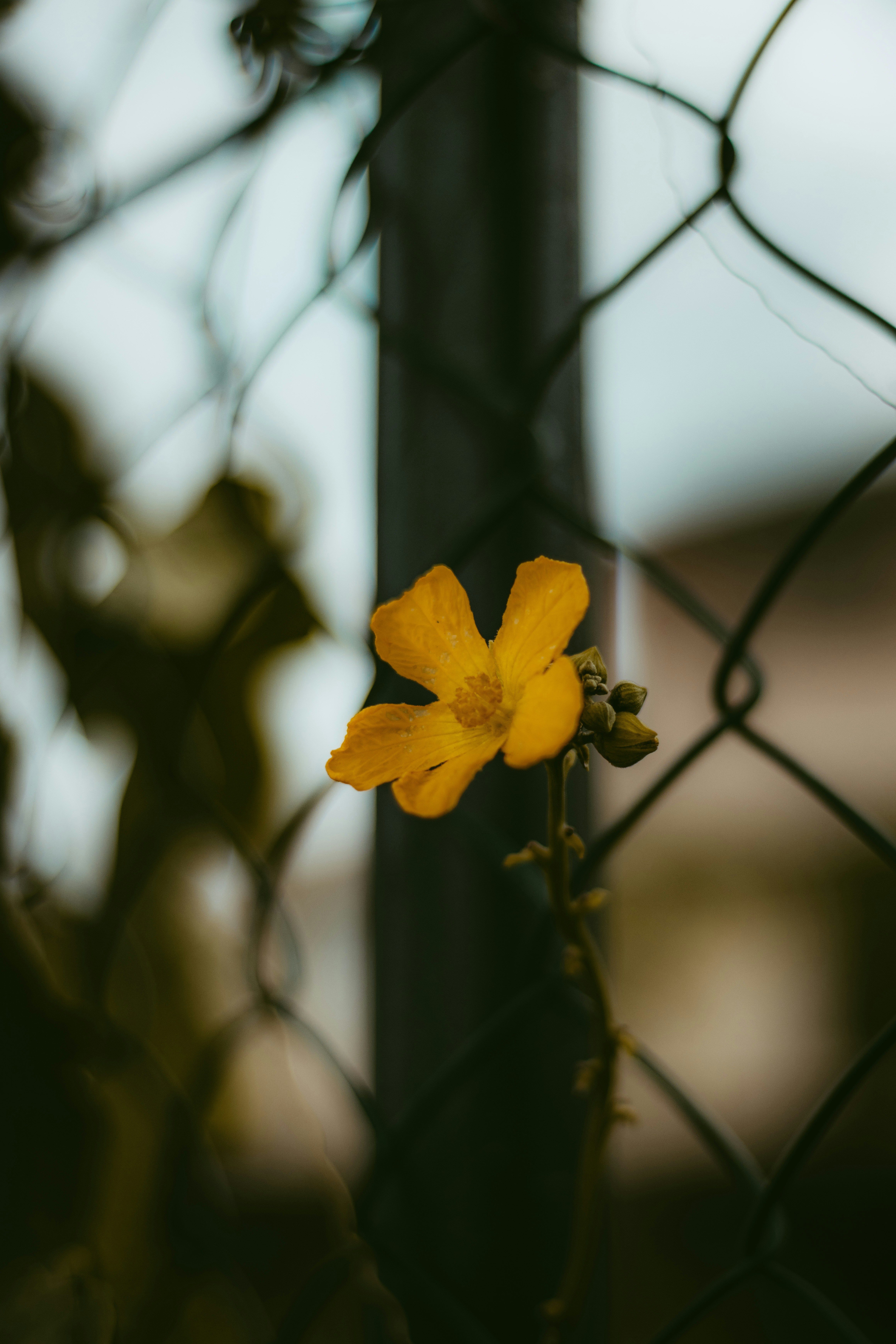 Sun-kissed Yellow Blossom Defying the Chain-Link Fence