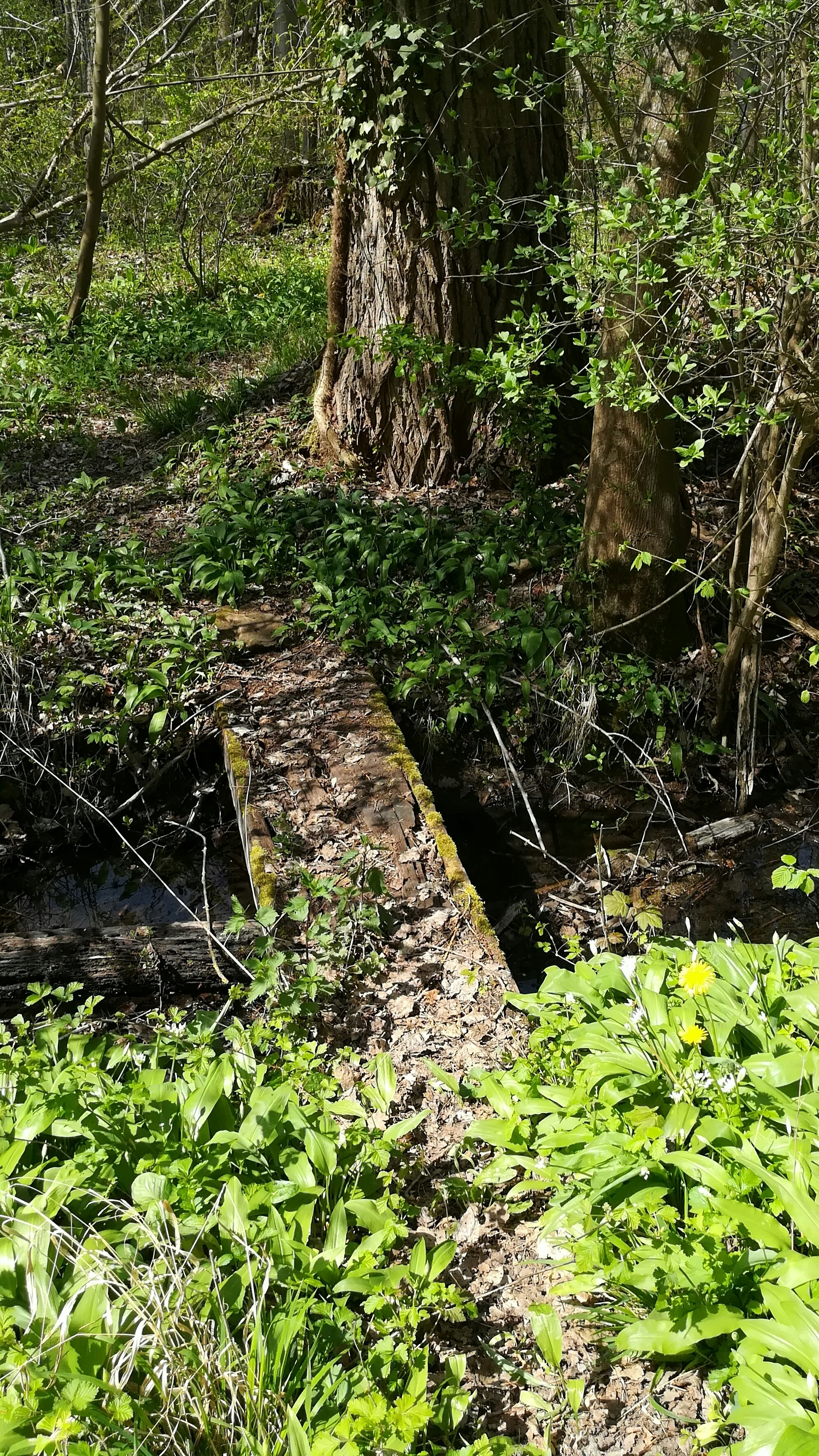 A weathered wooden bridge over a small stream, surrounded by vibrant greenery and wildflowers in a serene forest setting.