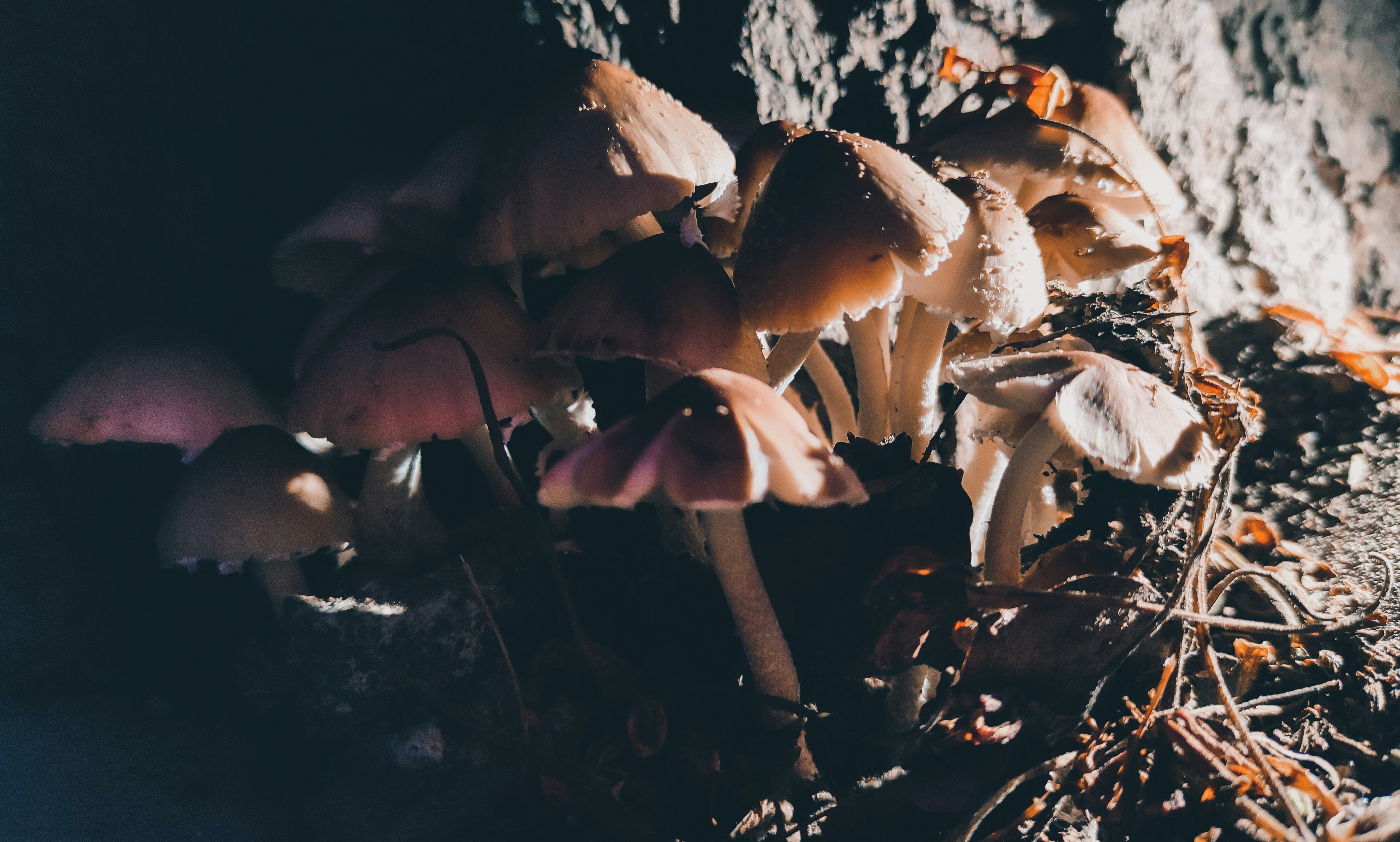 Dusky | 12 best free dusky, india, outdoor and jharkhand photos on Unsplash