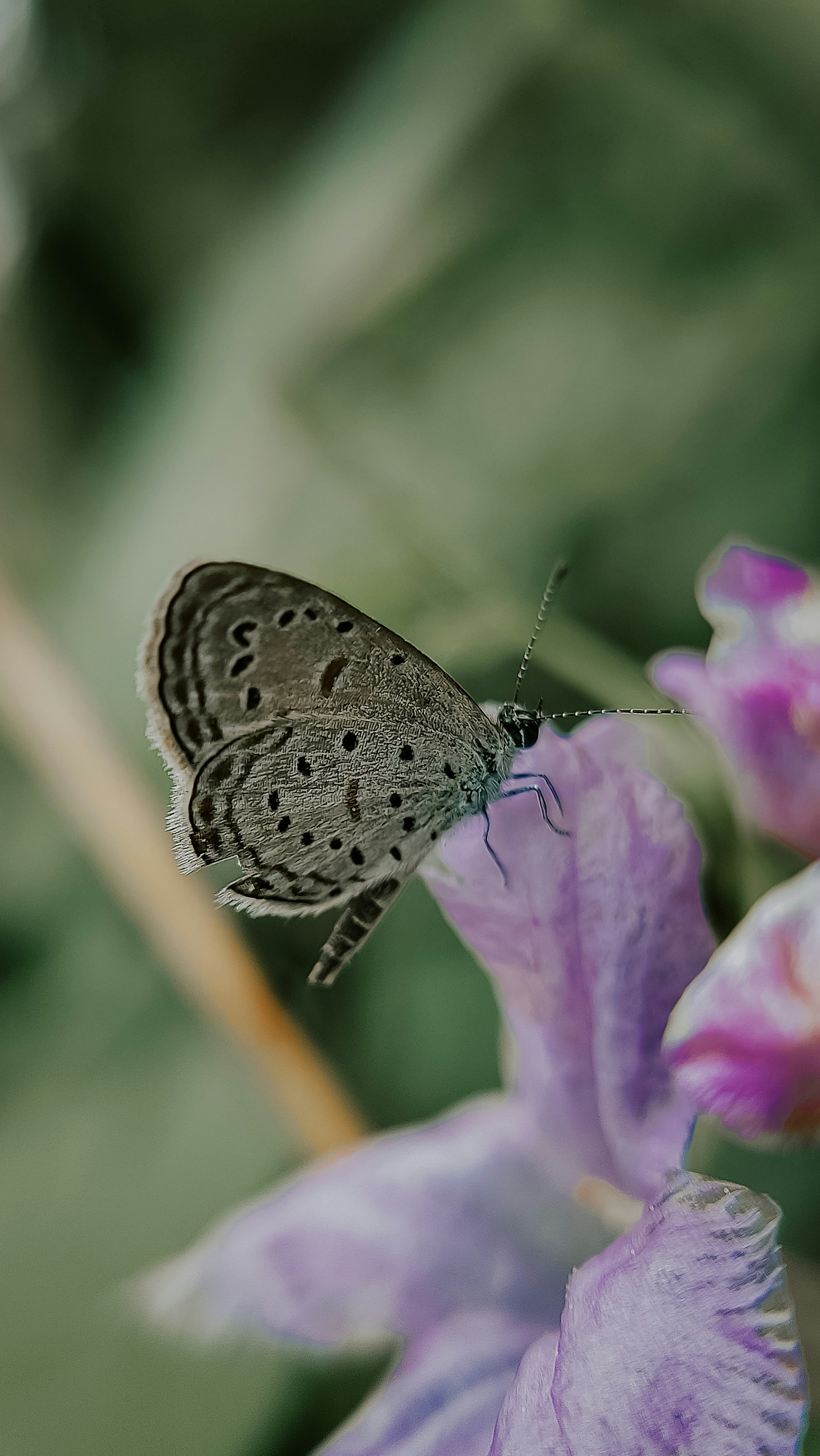 Whispering Wings on Lavender Petals