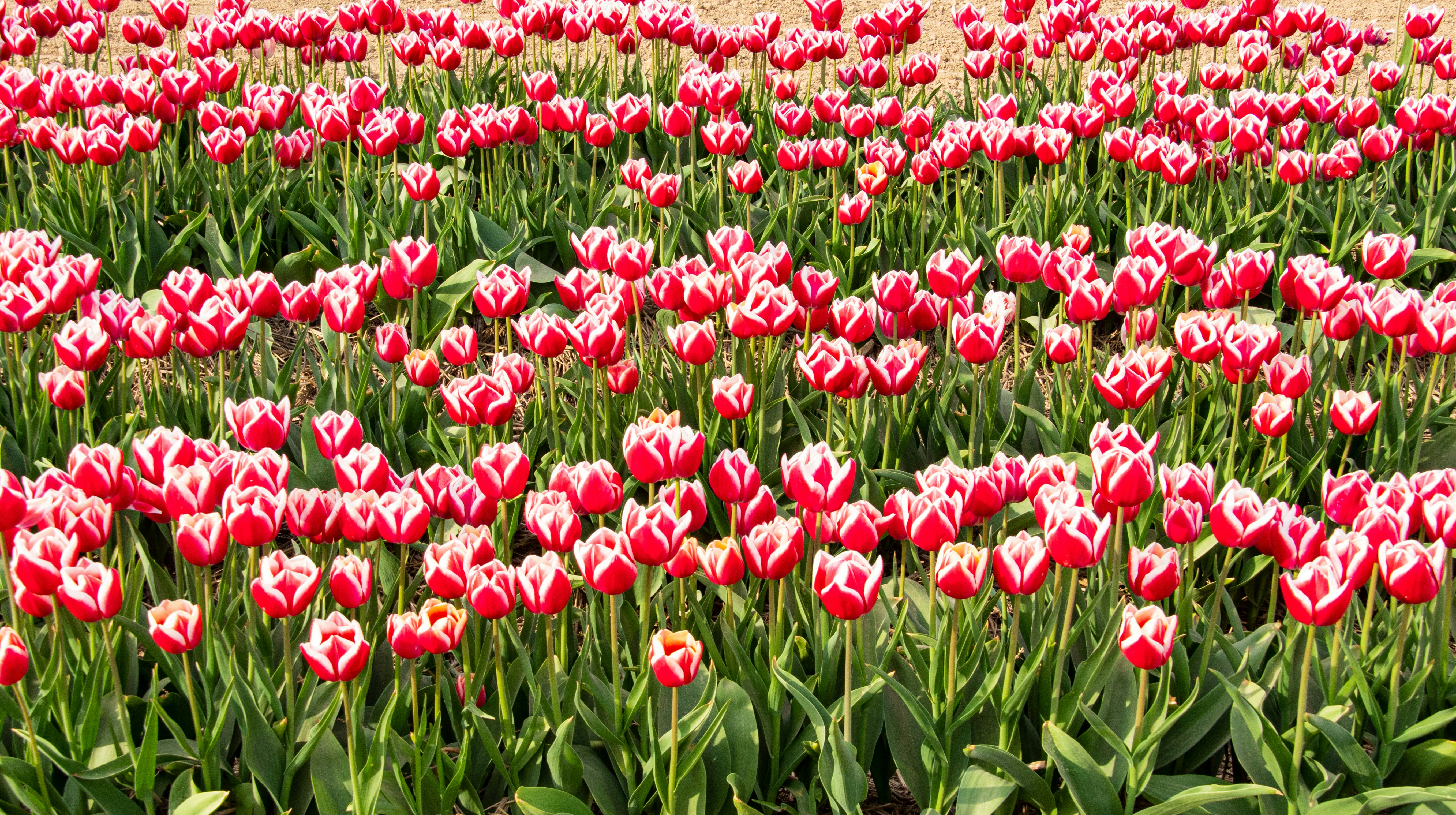 Red and white tulips densely packed in a lush green field.