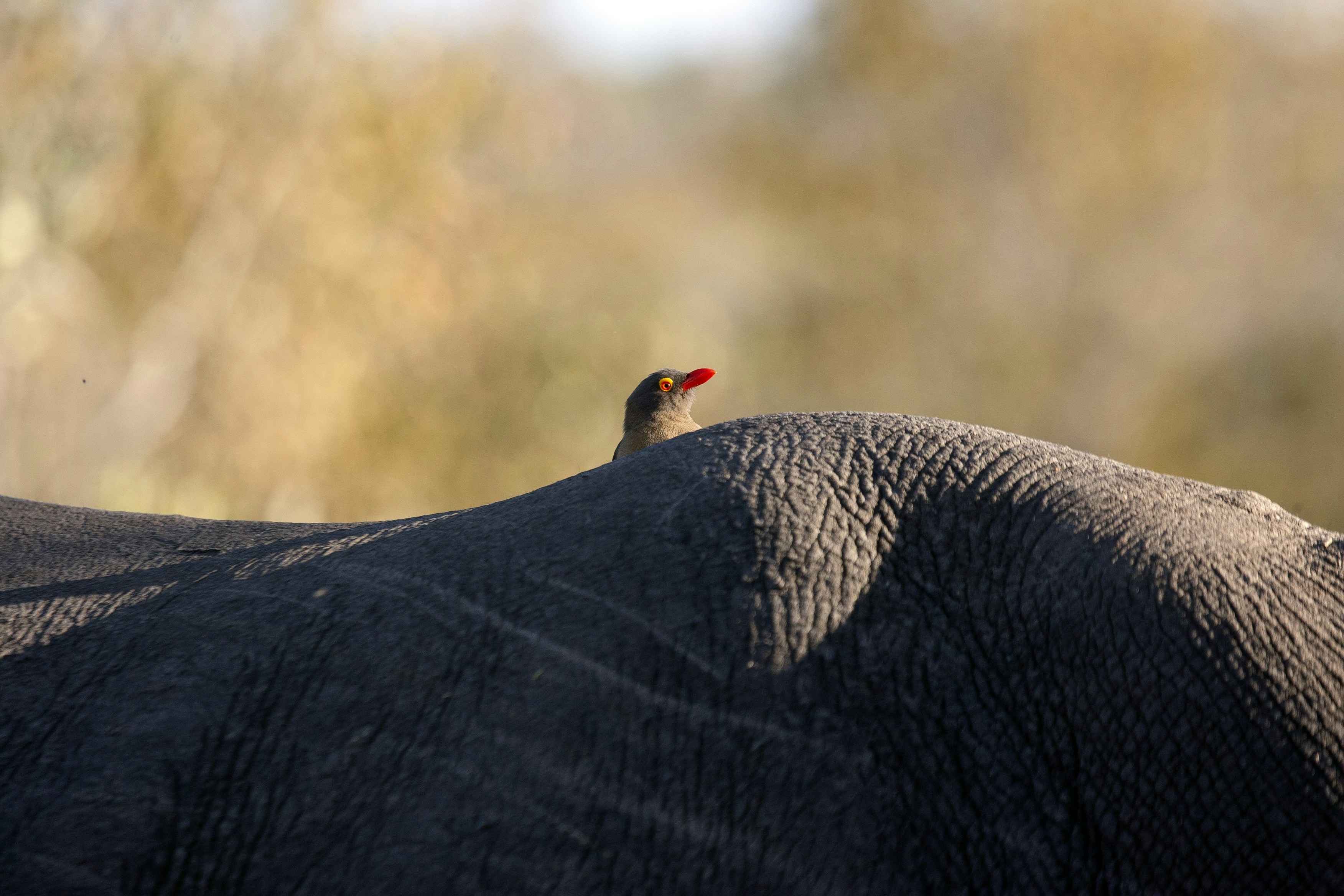 Red-Billed Oxpecker Perch: A Tiny Scout on a Rhino’s Rugged Back