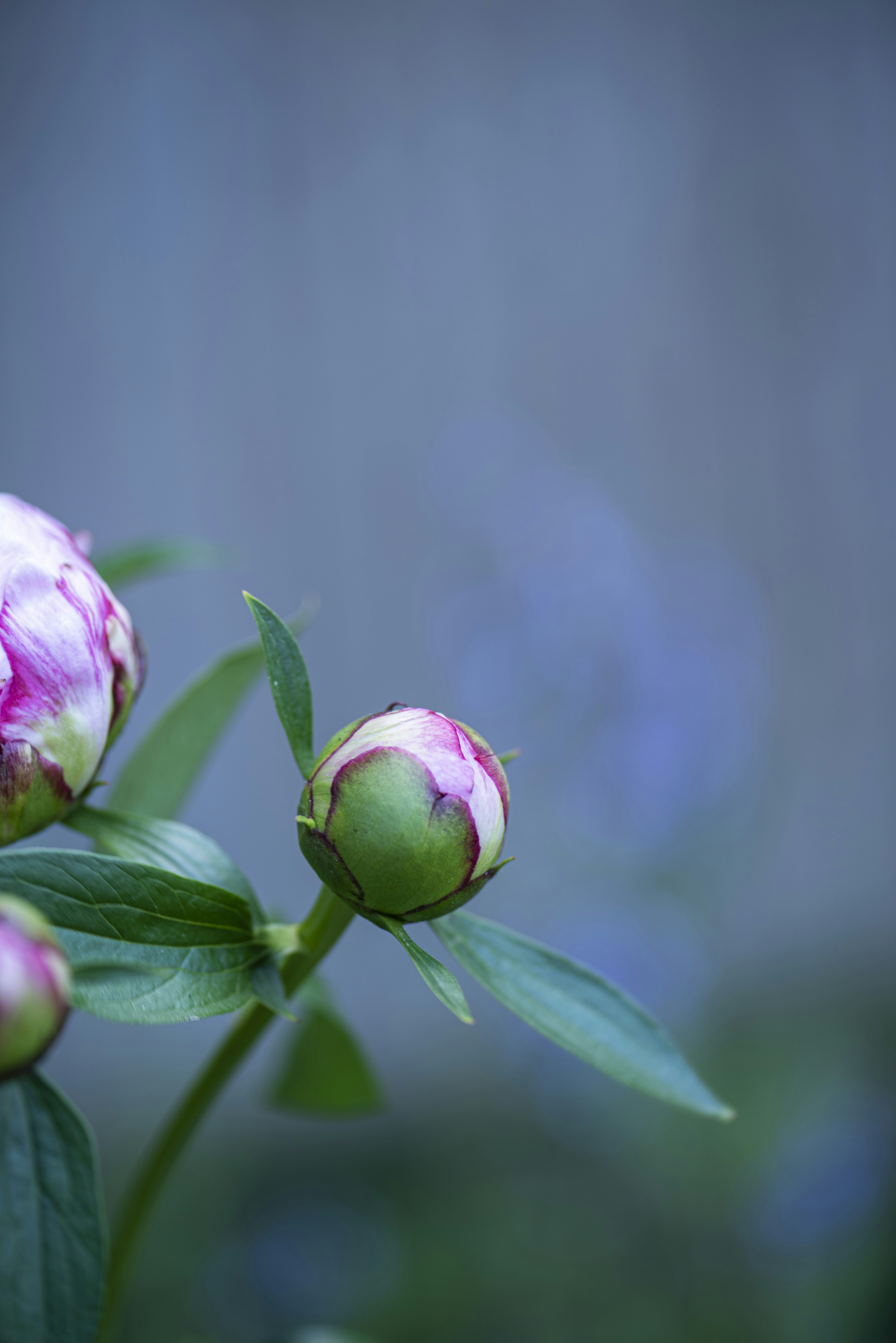 Capullo de flor rosa y blanco en fotografía de primer plano foto ...