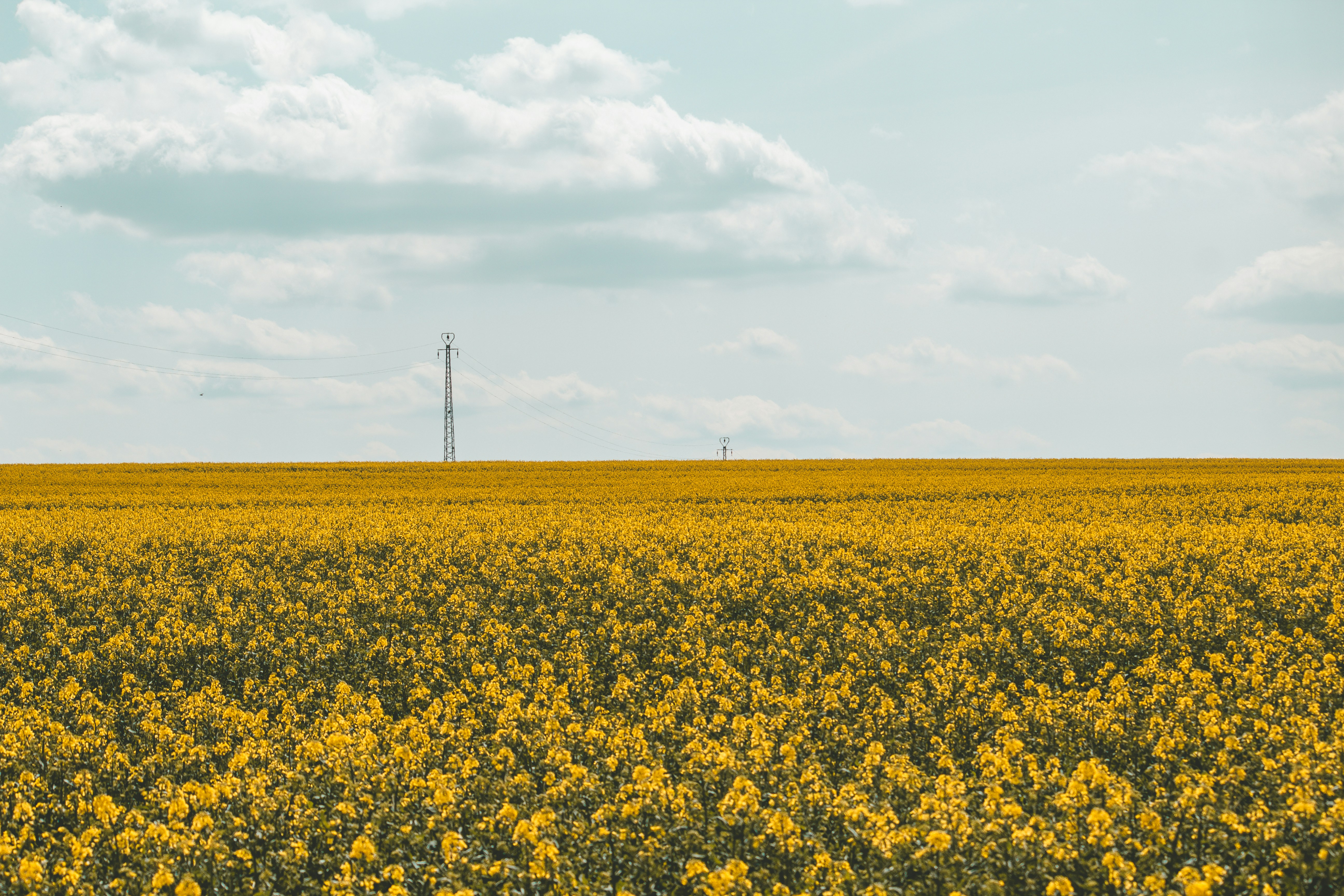Gold Field, Steel Lattice: Canola on the Horizon