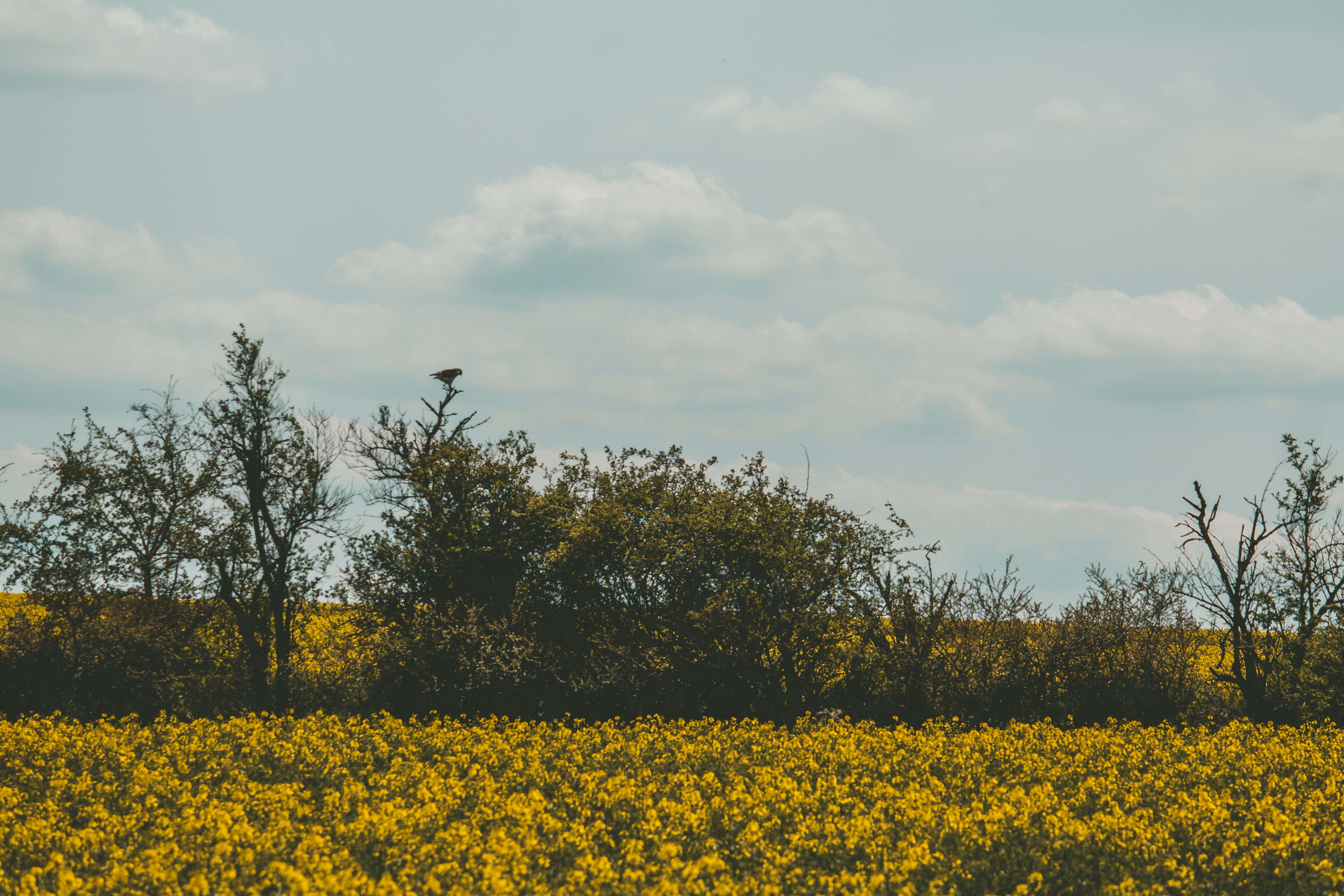 A Watchful Bird Over a Golden Canola Field Beneath a Cloudy Sky
