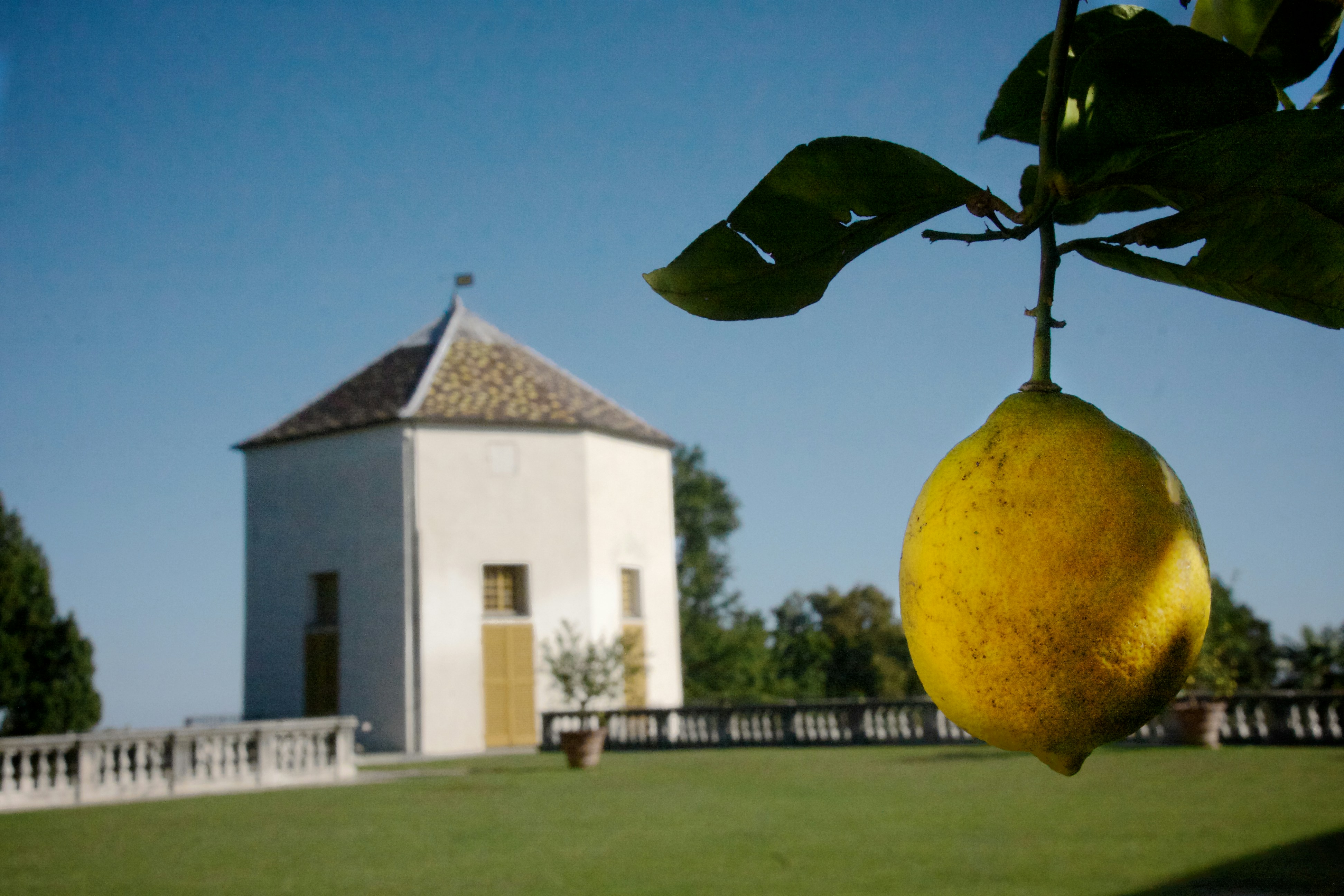 Sunlit Lemon Framed by a Quiet Terrace