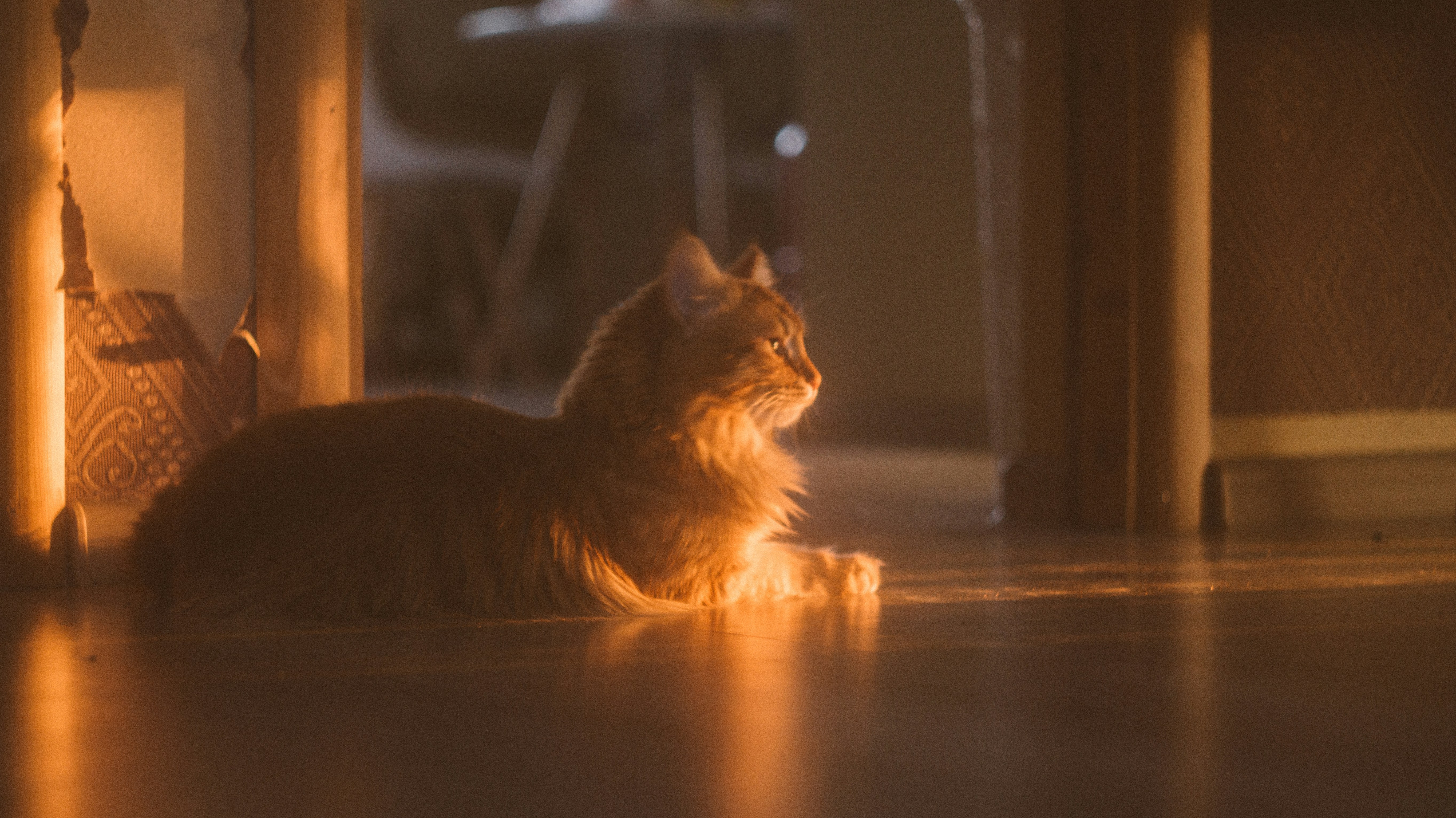 A cat lounging in soft, golden light streaming through an open doorway, creating a serene atmosphere in a cozy home setting.
