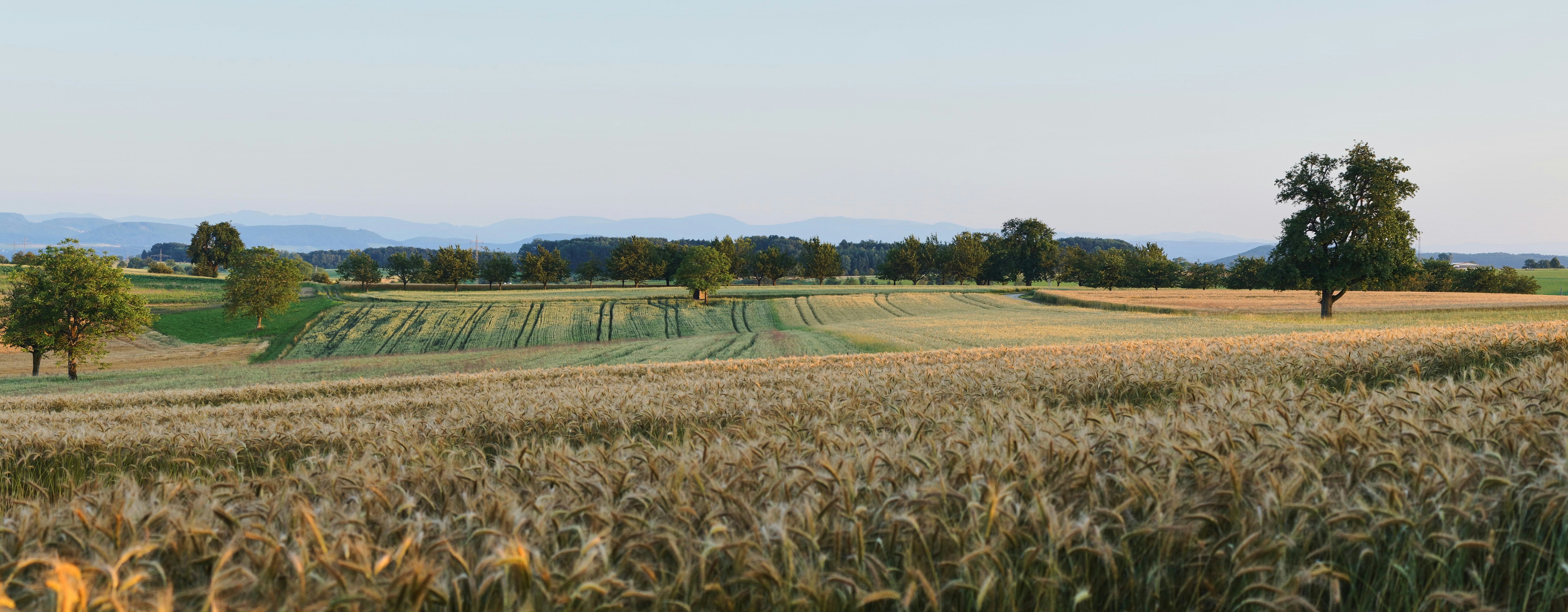 Amber Fields on the Prairie: The Lone Tree at Horizon