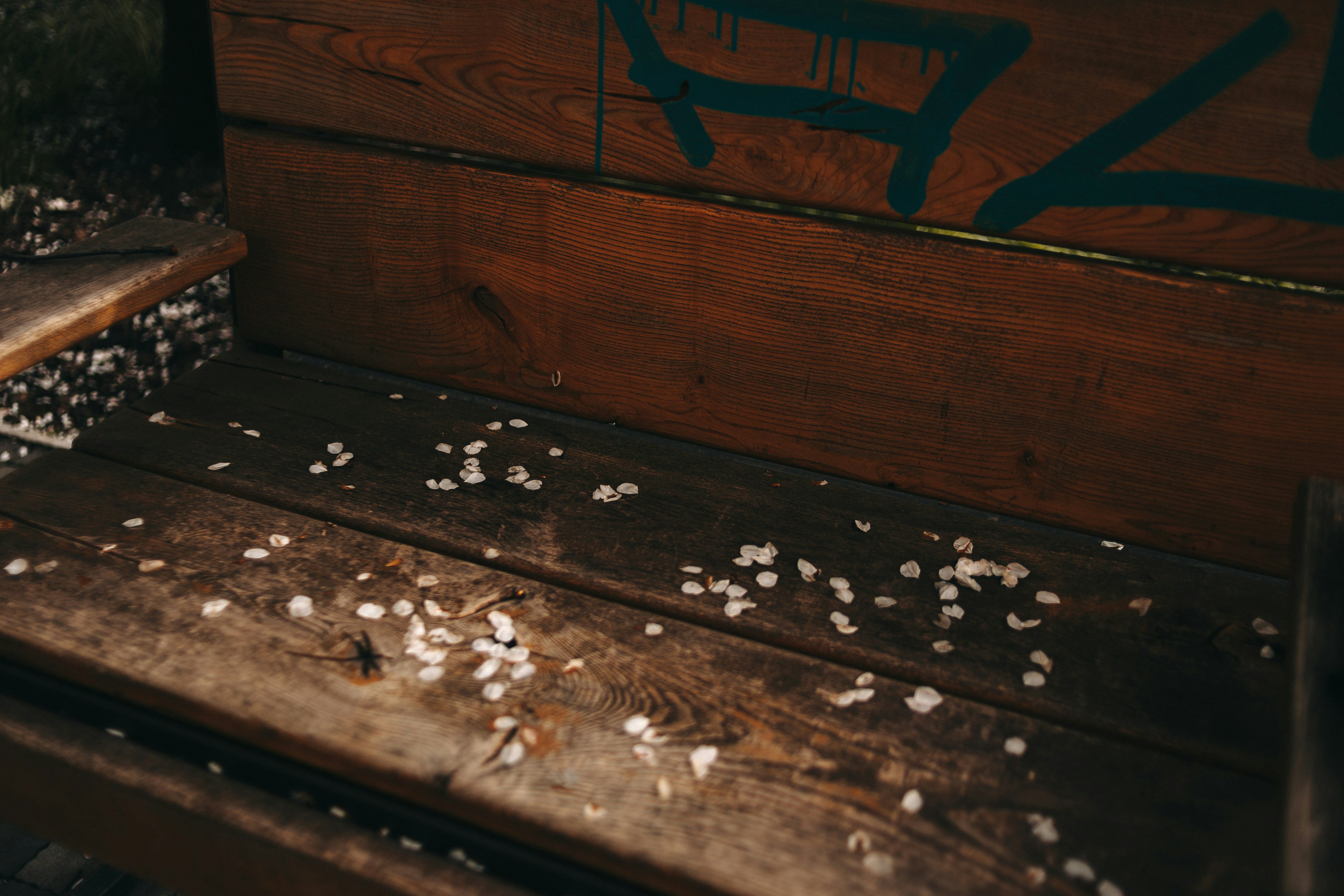 Scattered cherry blossom petals on a graffiti-marked wooden bench in dappled sunlight.