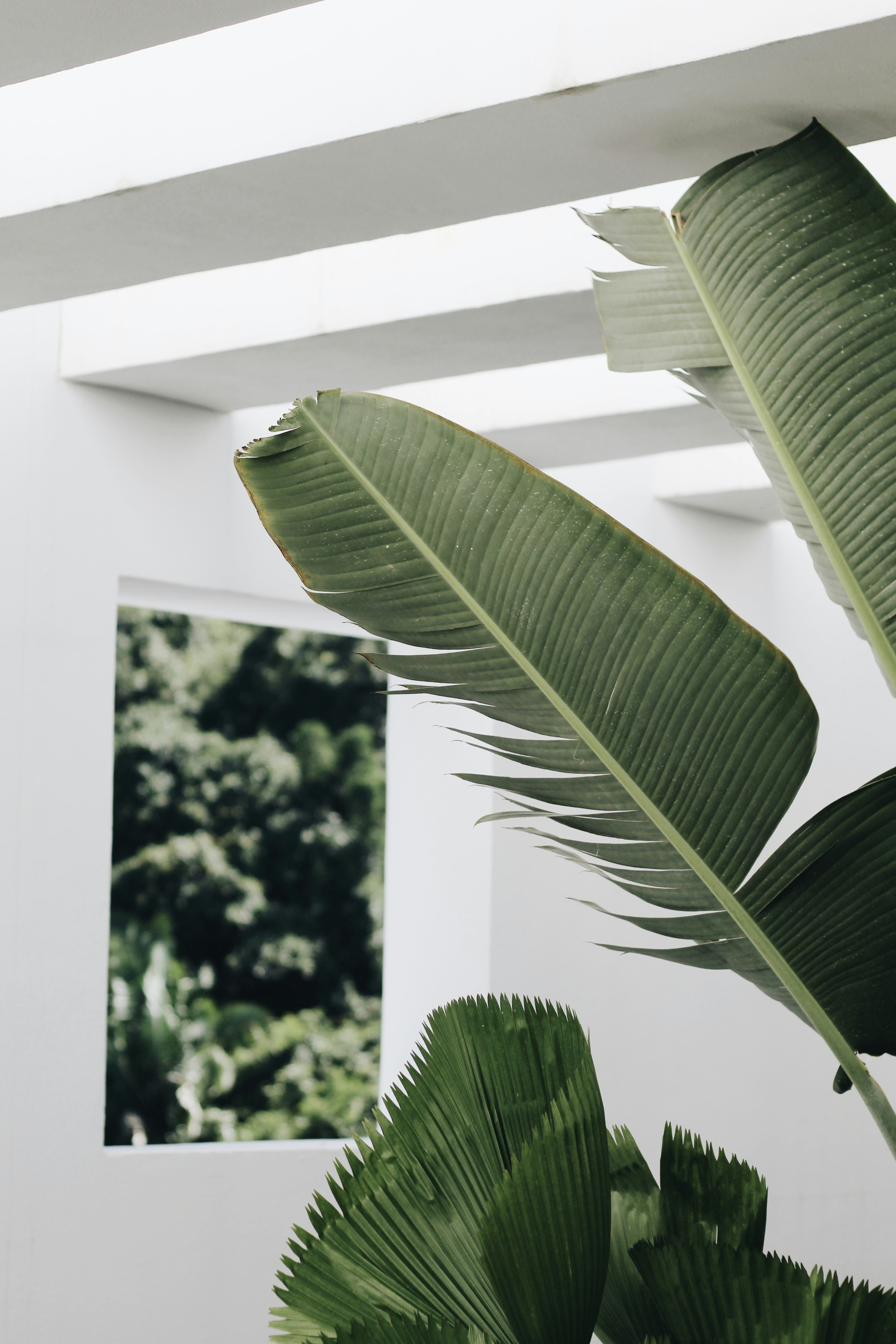Vibrant green palm leaves contrast with minimalist white walls and a glimpse of nature through a window.