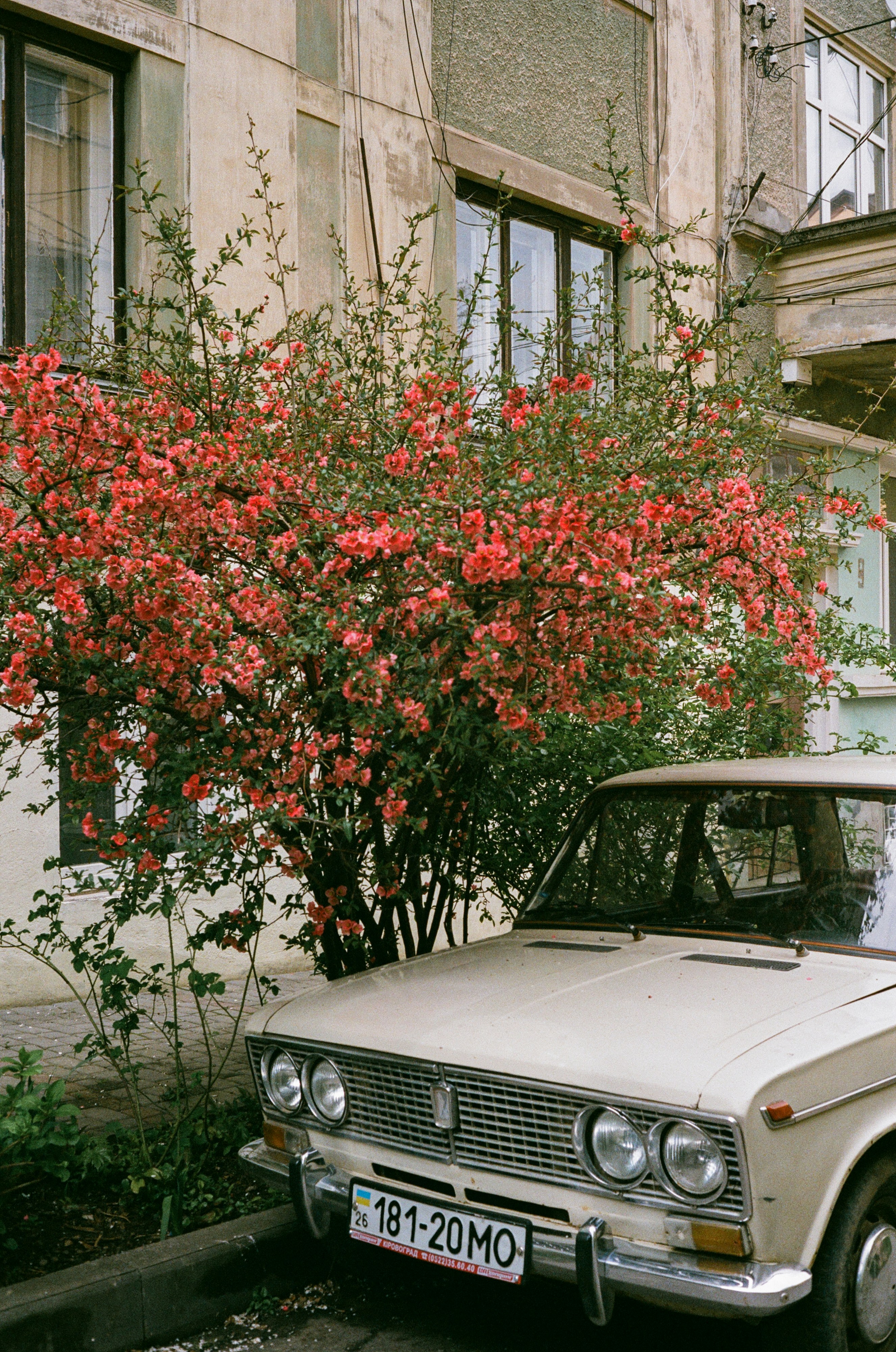 A vintage car parked beside a vibrant bush of red flowers, showcasing a blend of automotive history and natural beauty.