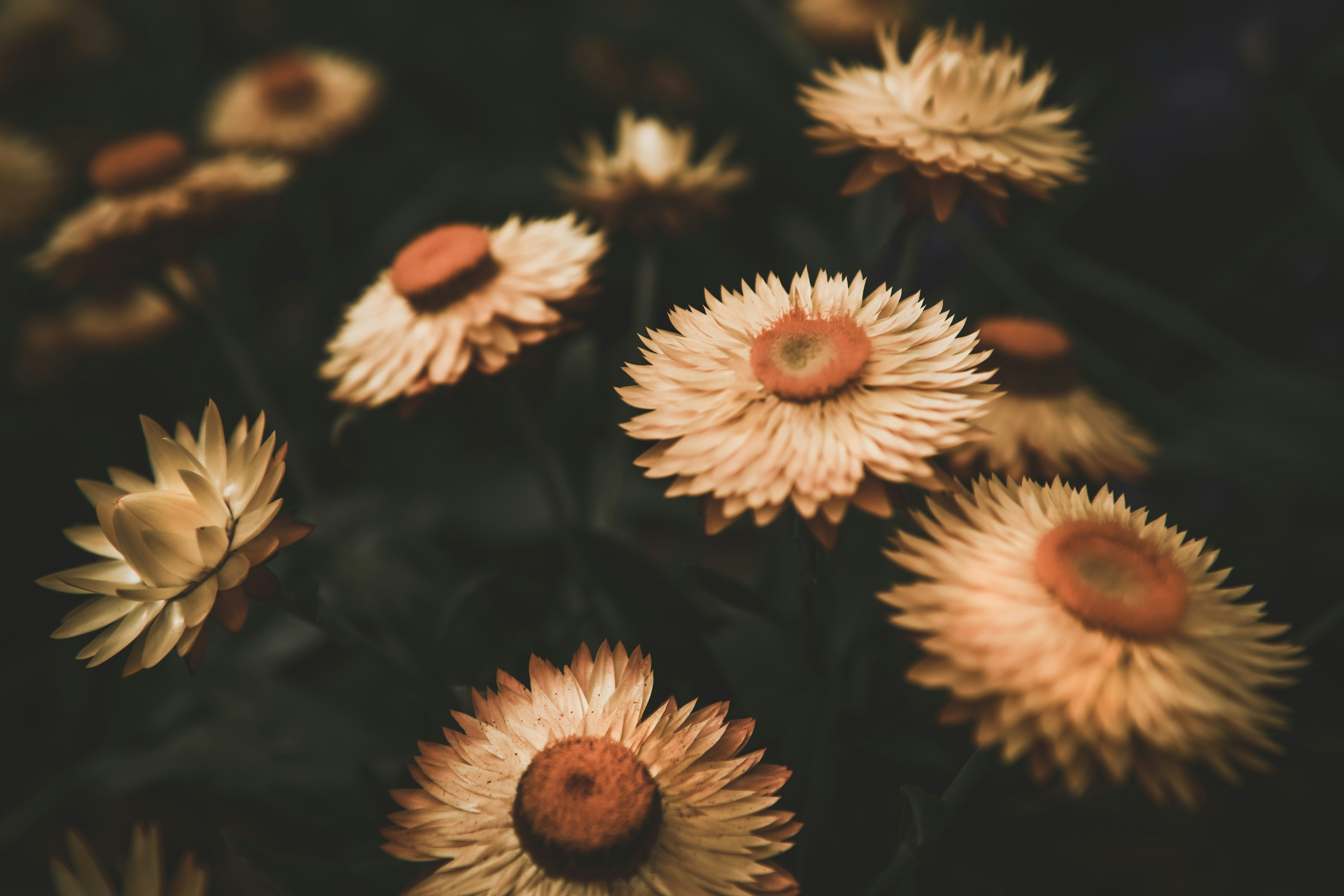Softly lit yellow flowers with dark foliage in the background.