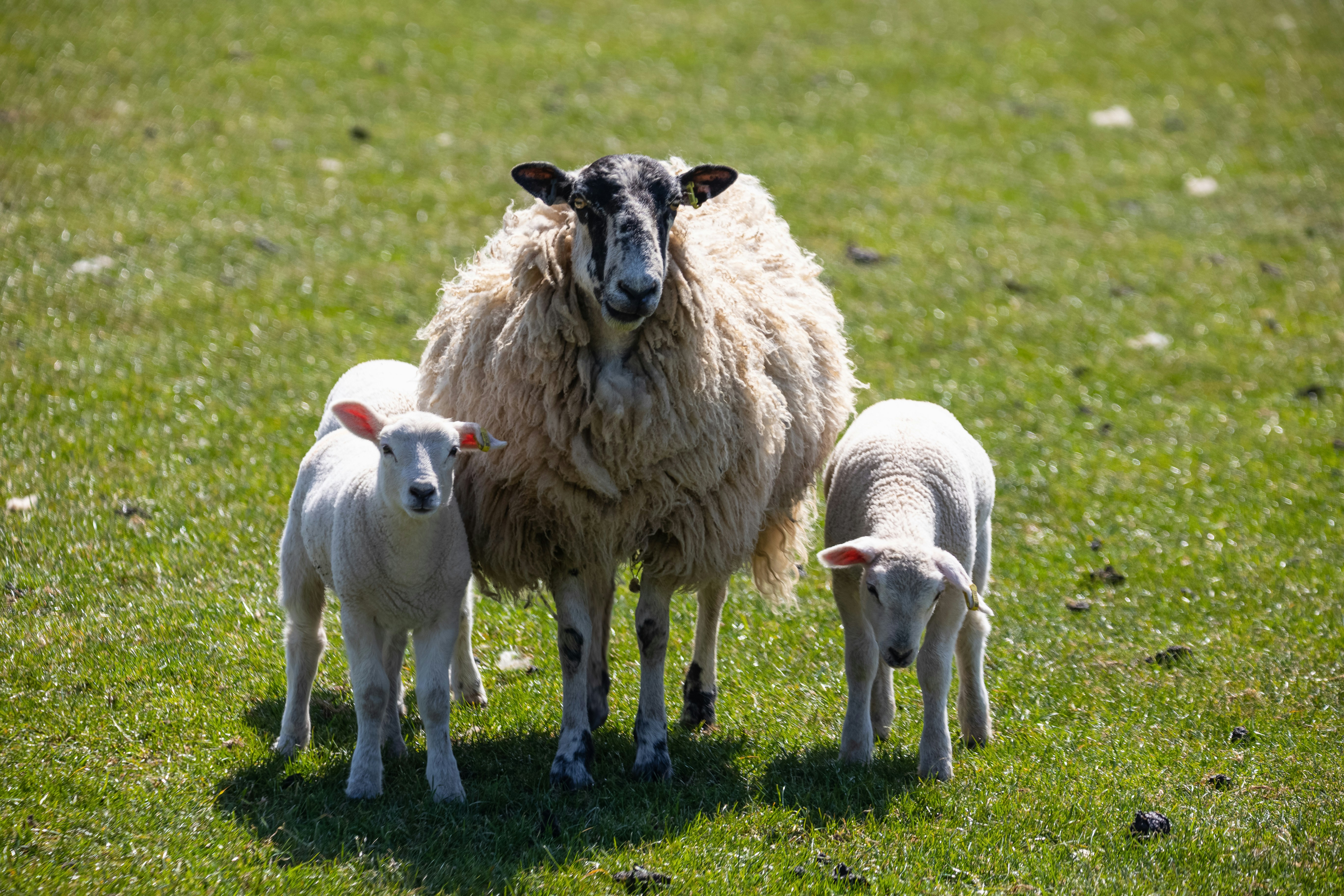 Sheep with two lambs standing on a grassy field under bright sunlight.