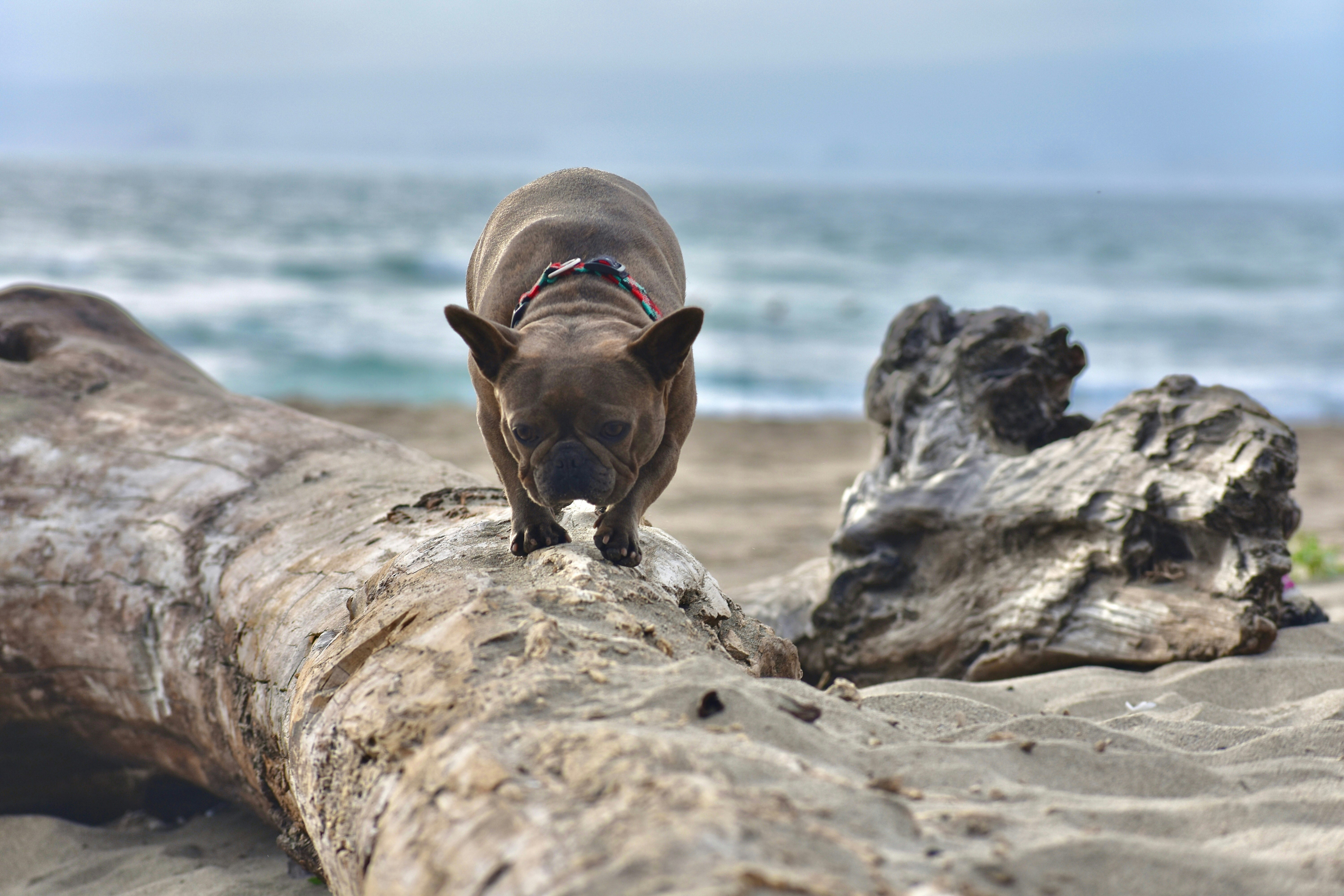 French Bulldog navigating a large driftwood log on a sandy beach, with ocean waves in the background.