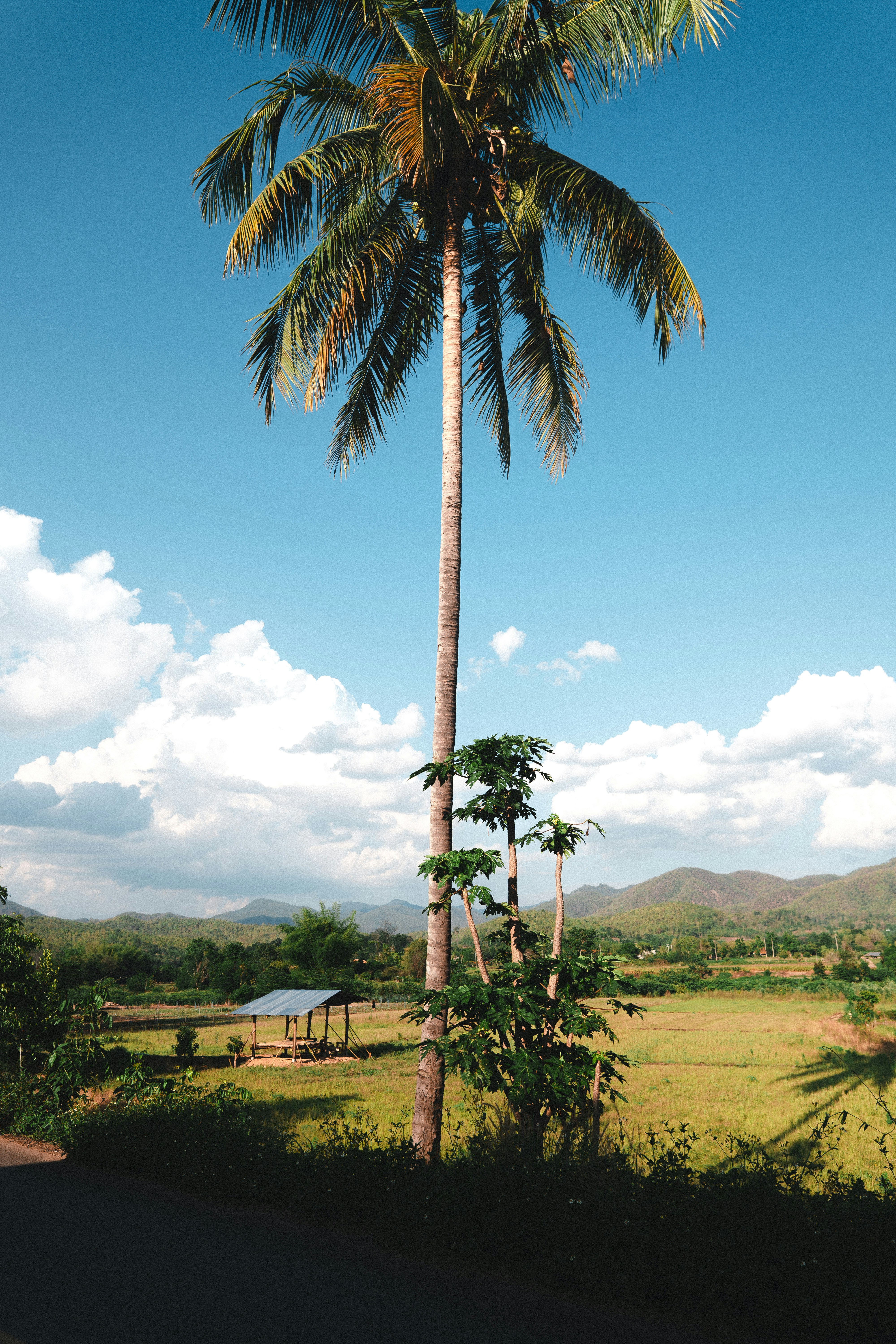 Tall Palm Sentinel Over a Quiet Agricultural Plain
