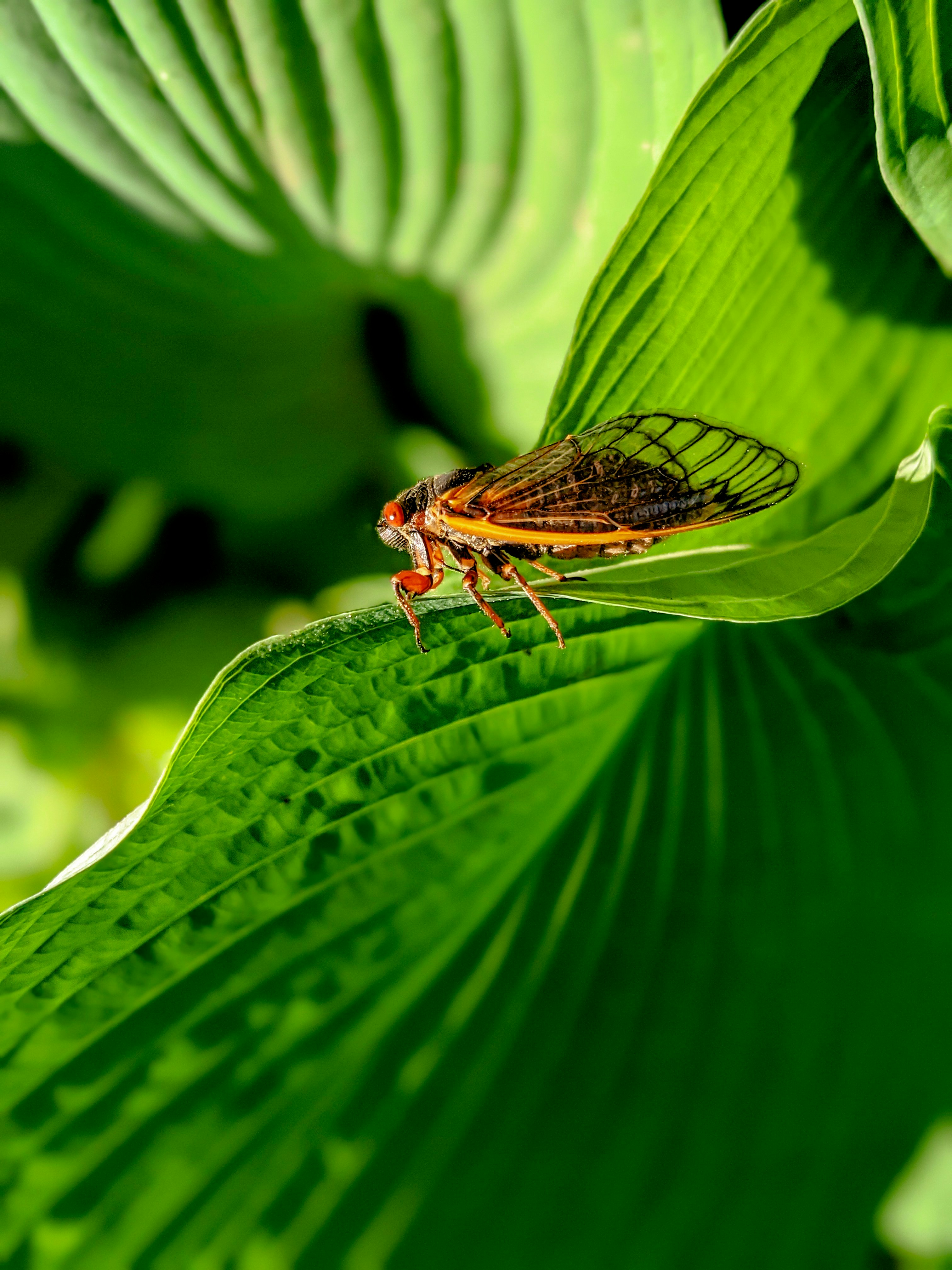 Macro photograph of a crimson-eyed dragonfly perched on a sunlit, veined green leaf.
