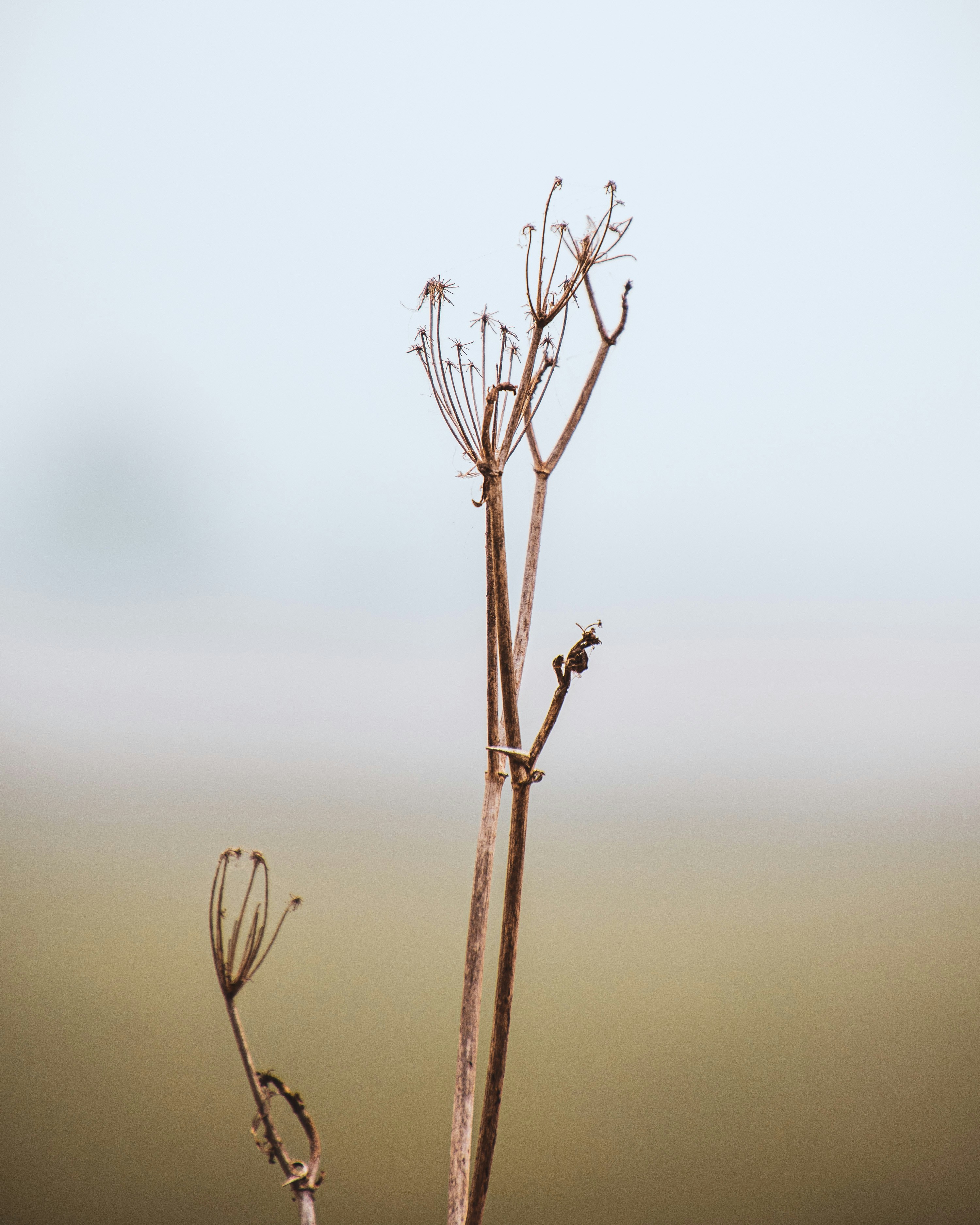 Brown leafless tree in close up photography photo – Free Plant Image on ...