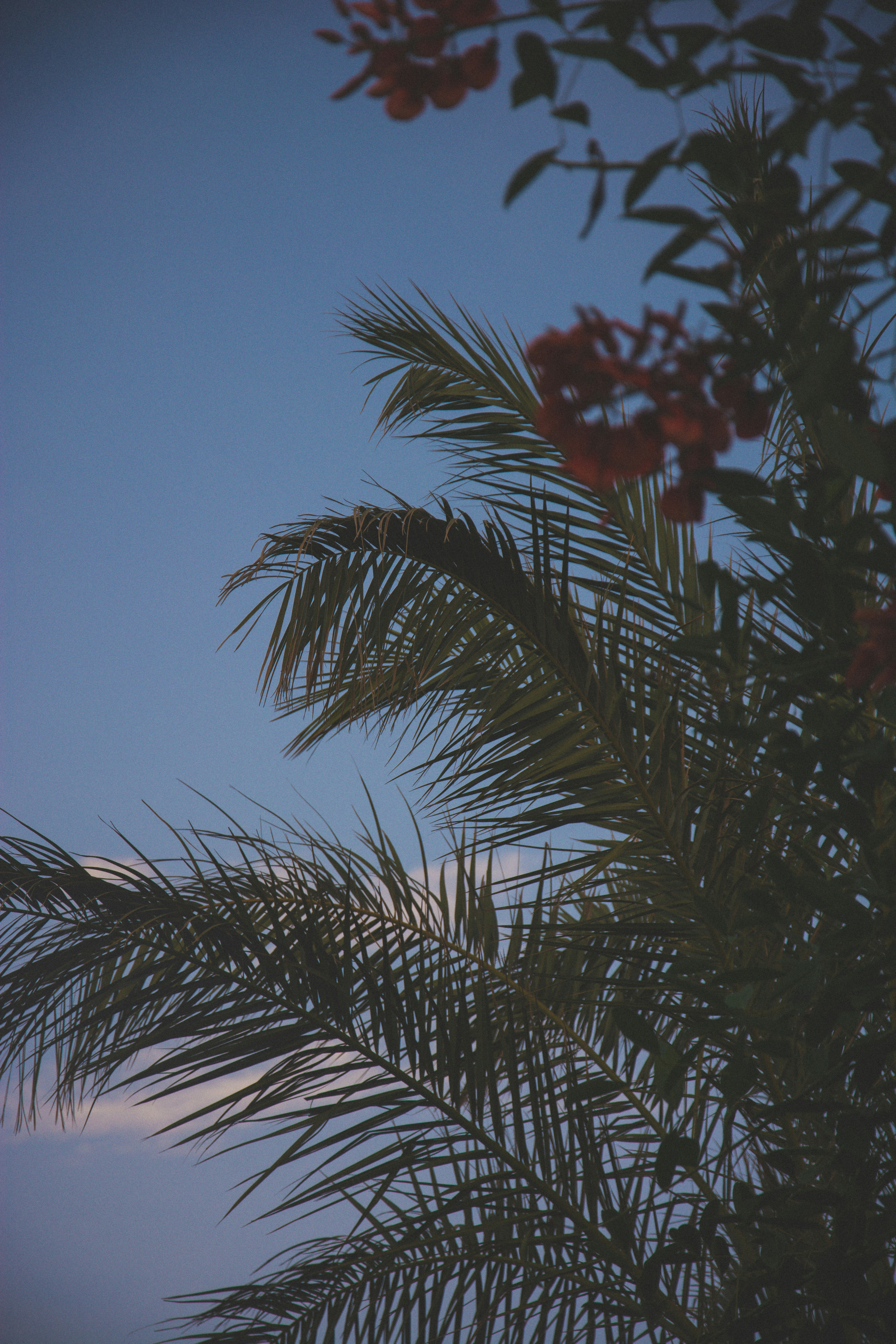 Palm Fronds in Soft Twilight Veil