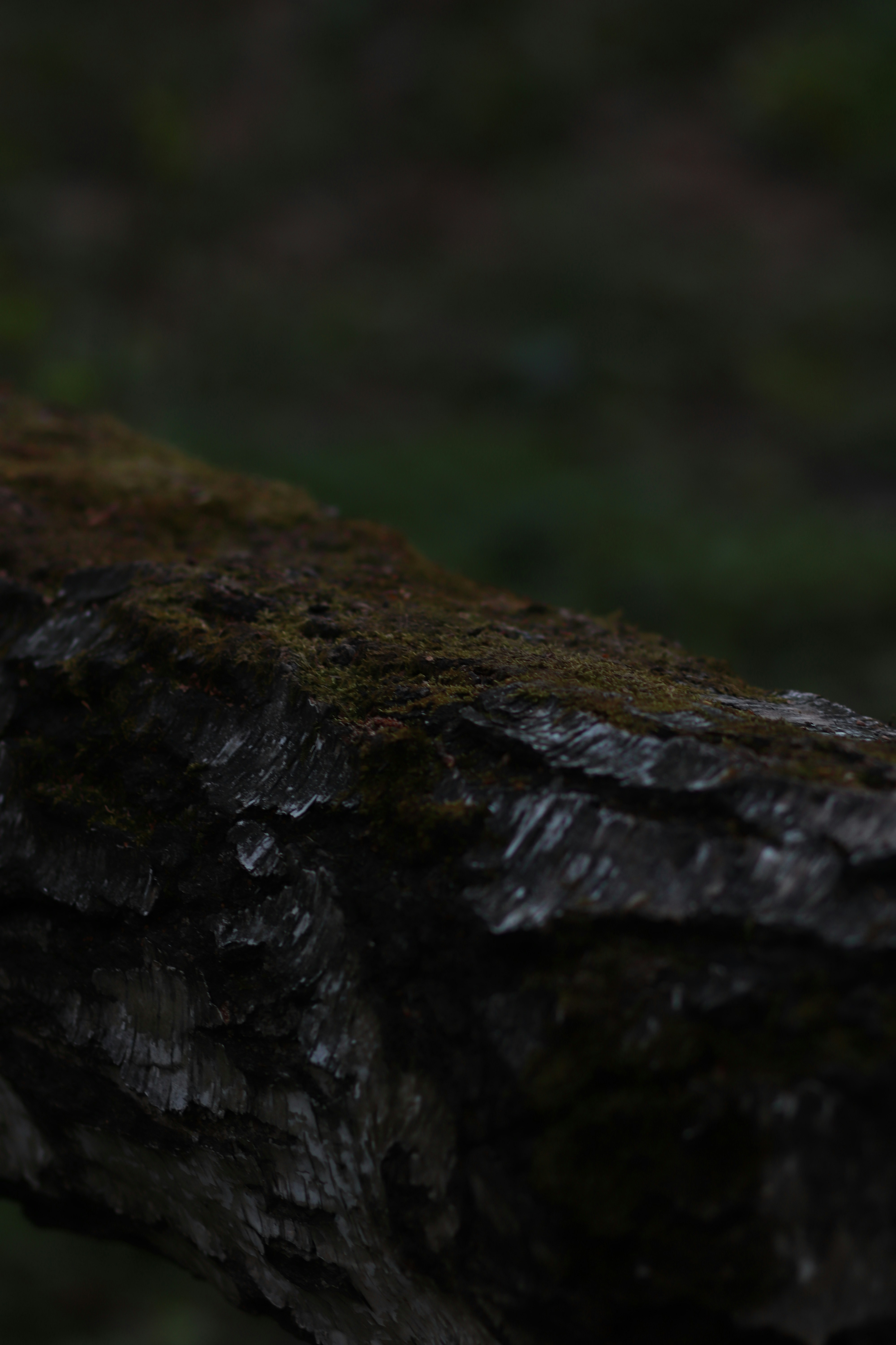 Moss-covered log resting on the forest floor, showcasing intricate textures and earthy tones. The soft light highlights the natural beauty of the scene.