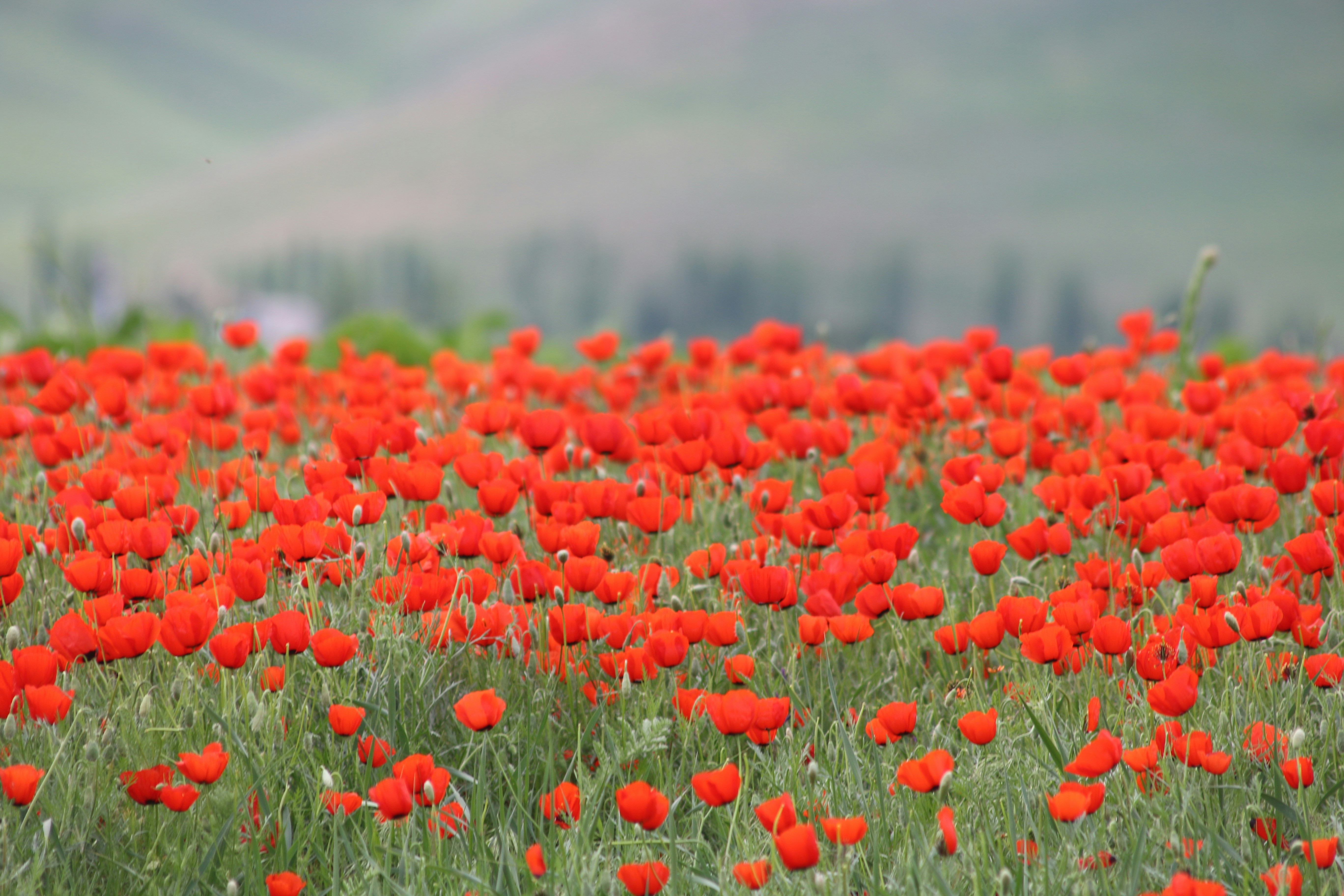 Champ de fleurs rouges pendant la journée photo – Photo Kirghizistan ...