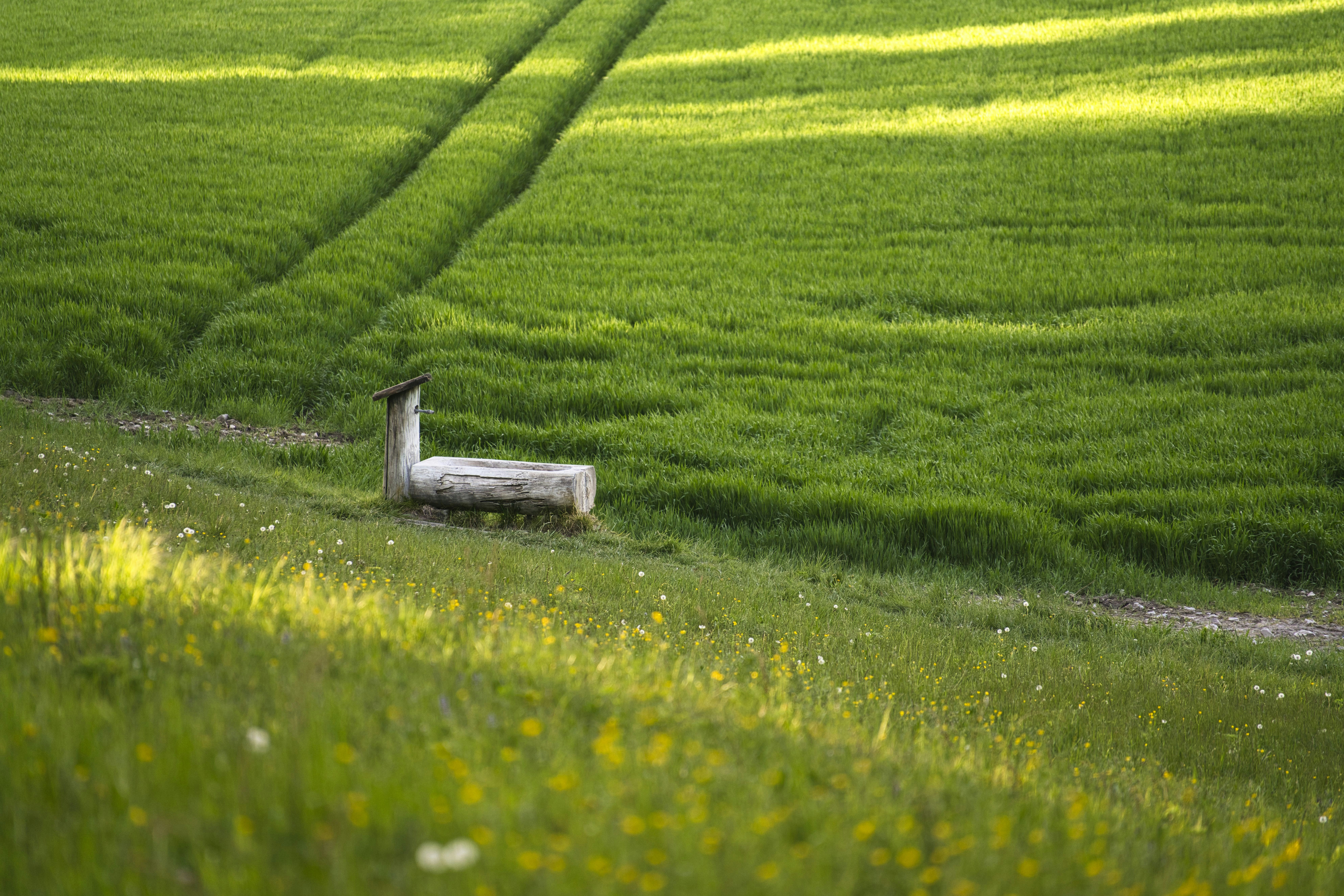 The Quiet Verdant Slope: A Lone Bench Amid Emerald Hills
