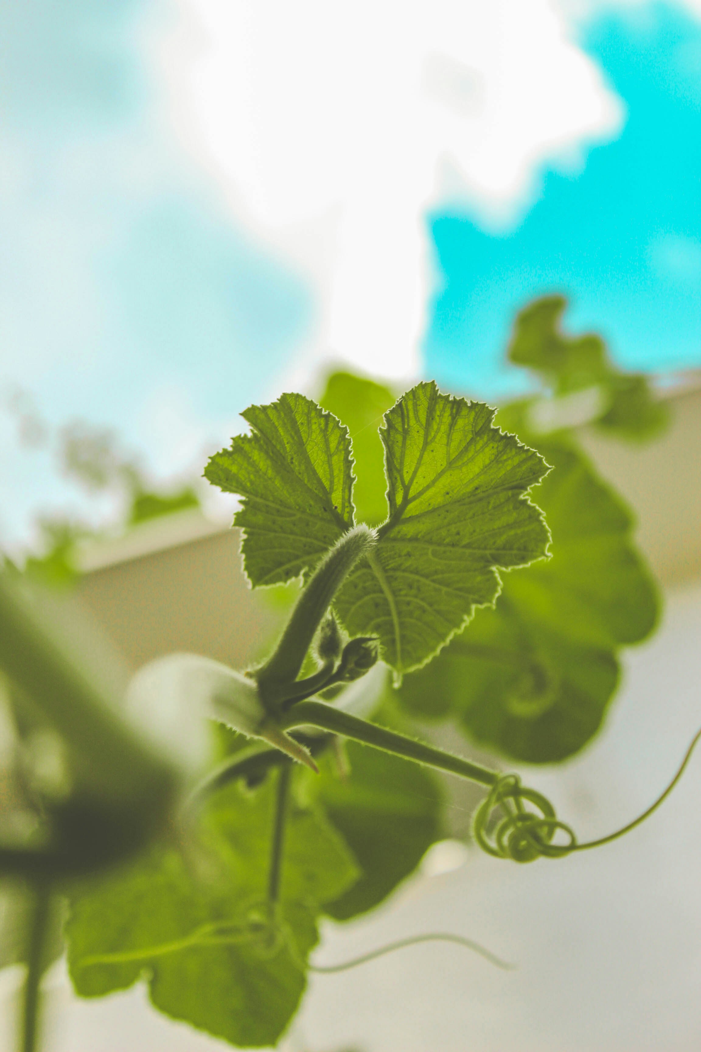 Emergent Green: A Leaf Reaches Toward the Sky