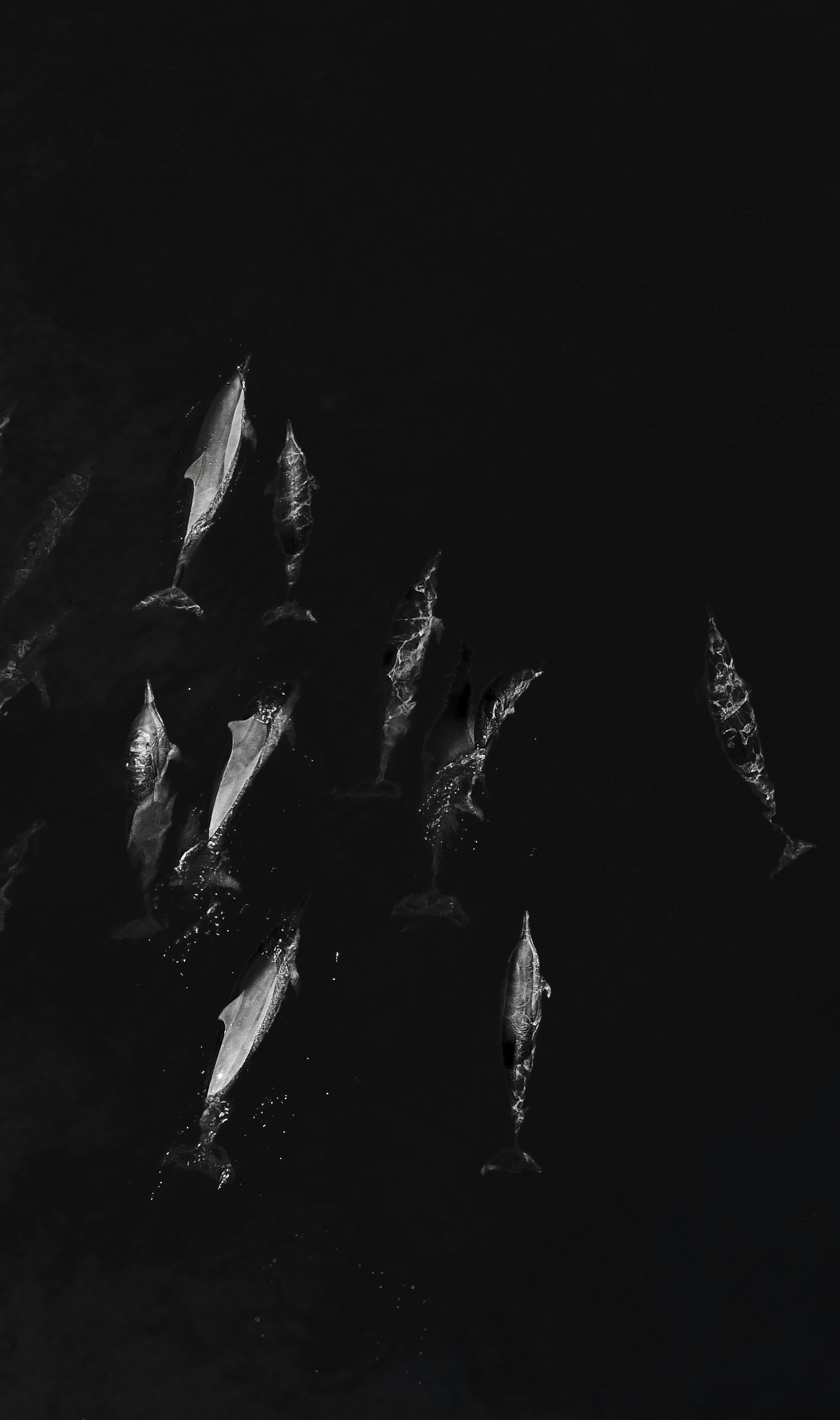 A pod of dolphins gracefully swimming together in deep waters, creating ripples in a serene black and white setting.